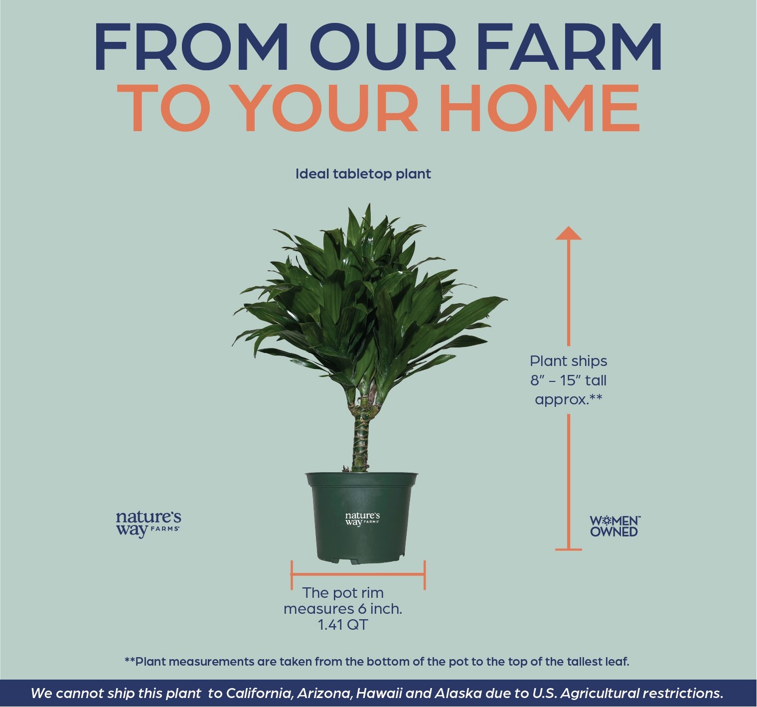 Nature's Way Farms Janet Craig Dracaena House plant in 6 Inch(es) Pot 1 ...