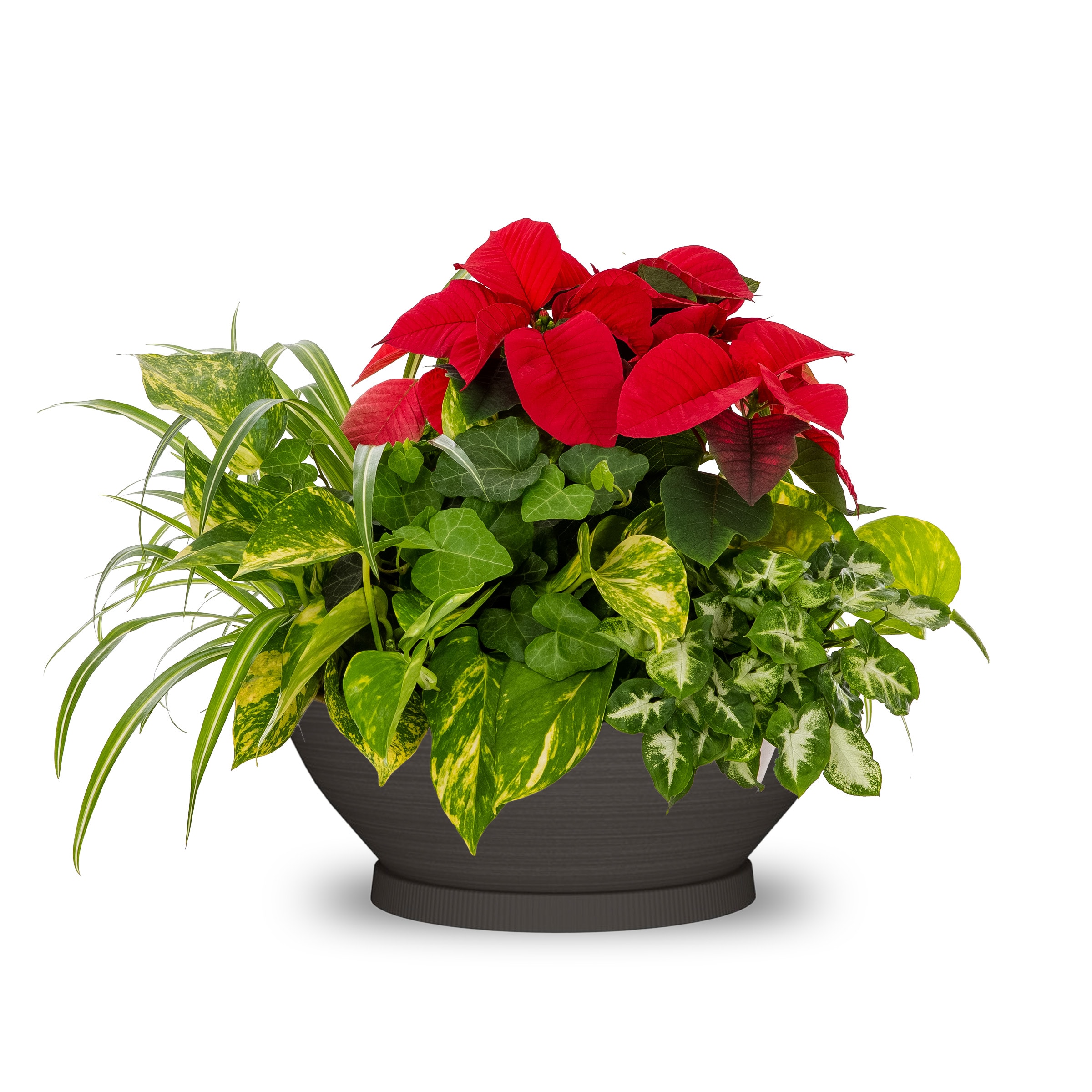 Holiday Living 2.50-GAL POINSETTIA BVL VWI PBS in the House Plants ...