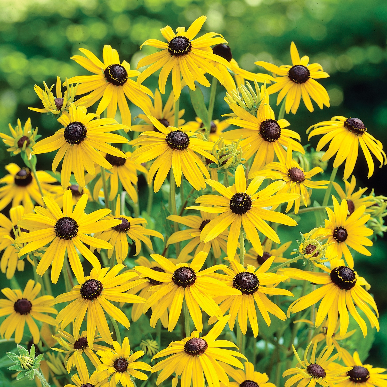 Garden State Bulb Rudbeckia Goldstrum PBS in the Perennials department ...