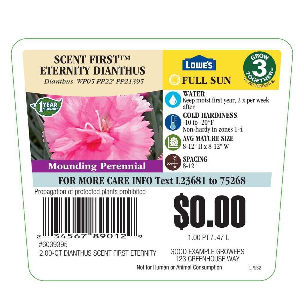2 -Quart Pink Scent First Eternity Carnation 1 -Pack in the Perennials ...