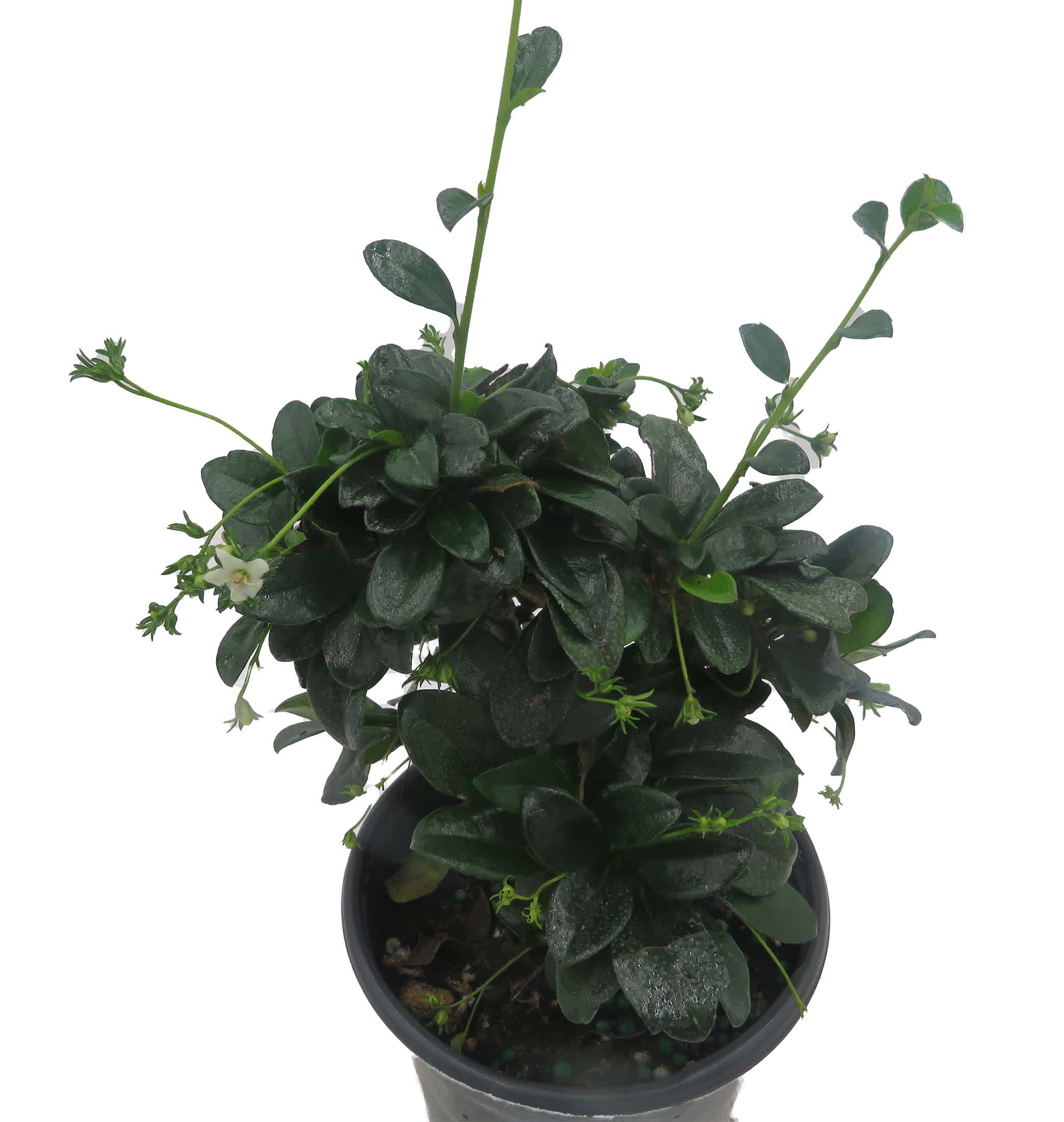 Hirt's Gardens Fukien Tea Bonsai Tree - Carmona - 4 inch Pot - Indoor ...