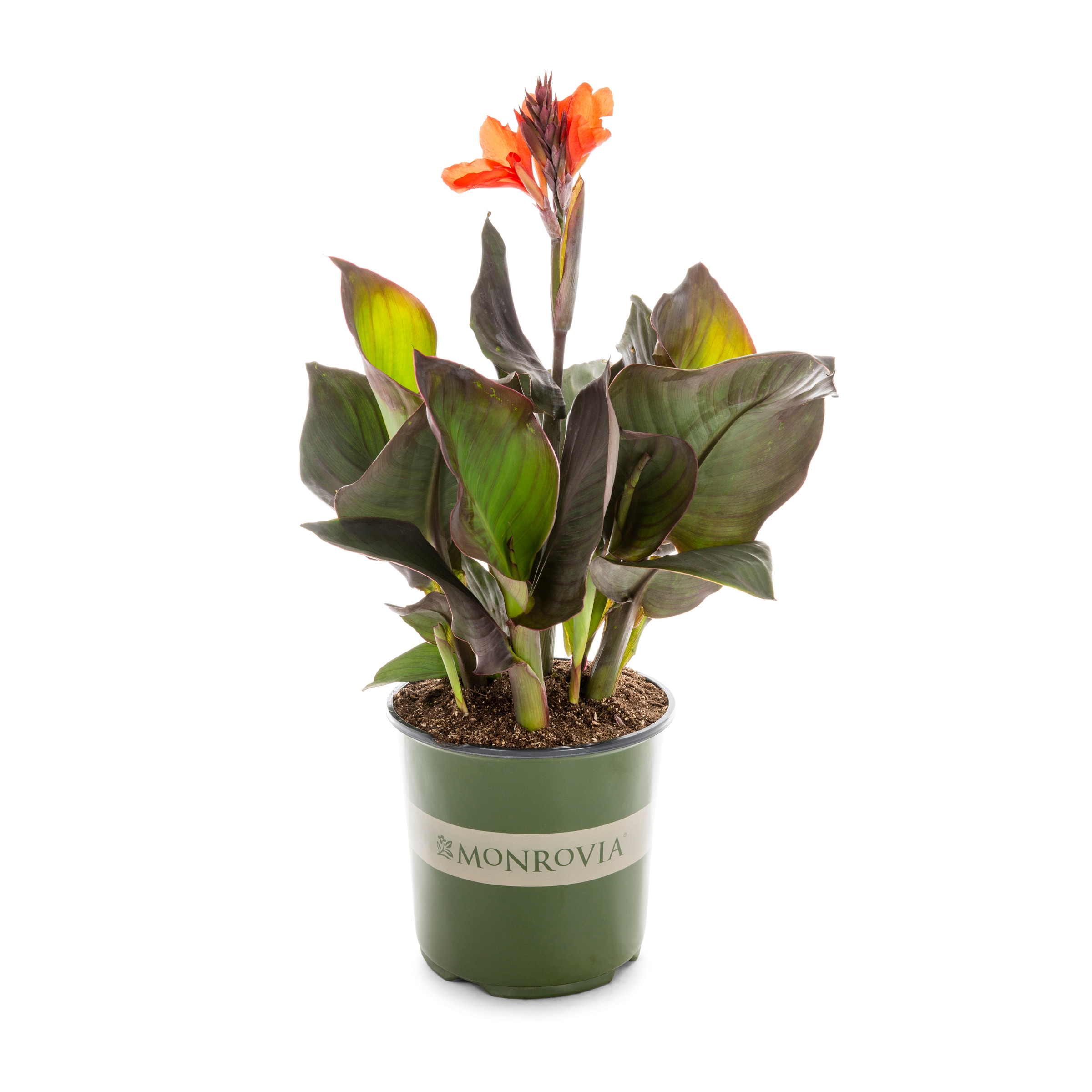 Orange Outdoor Plants at Lowes.com