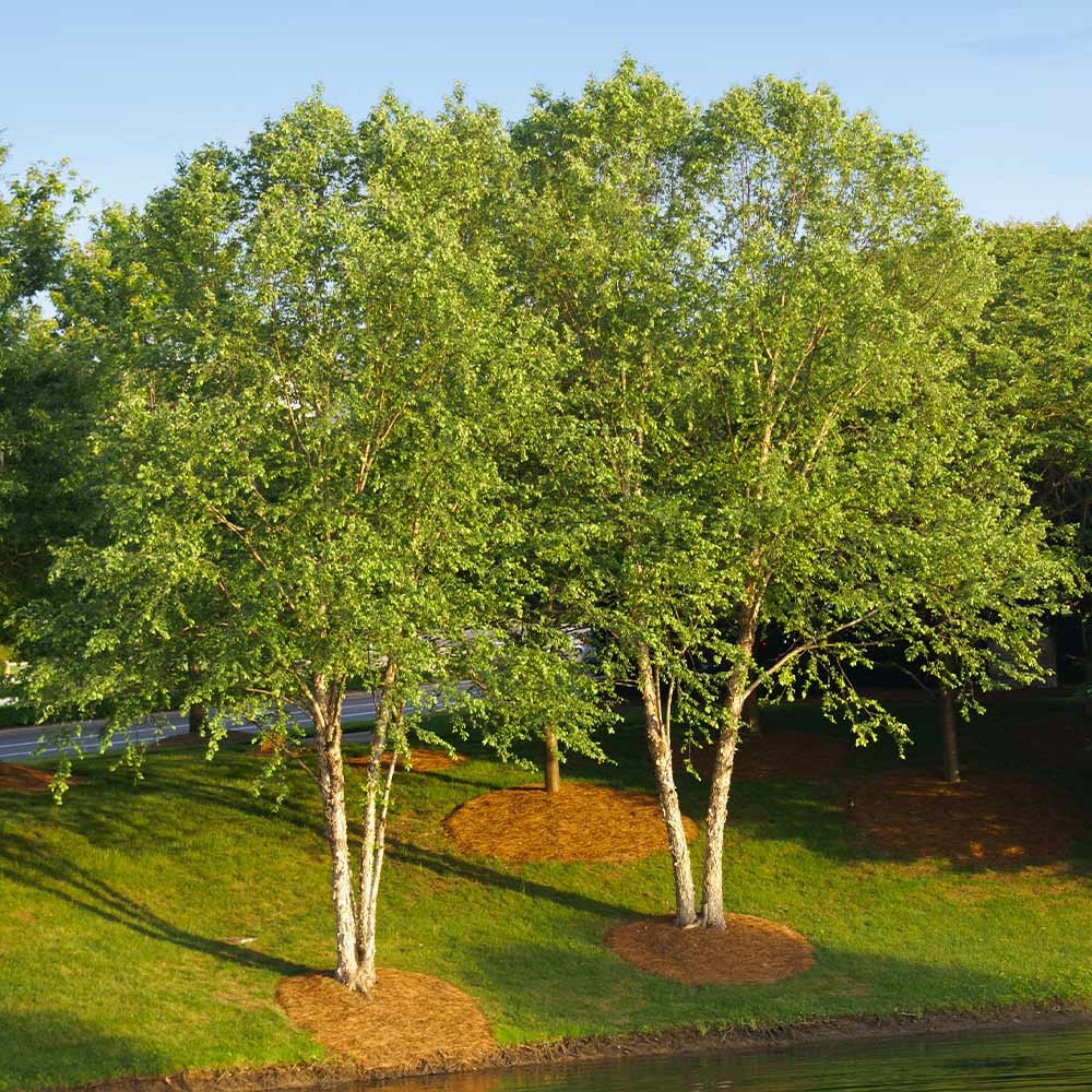 Brighter Blooms Heritage- River Birch (3-4 ft.) at Lowes.com