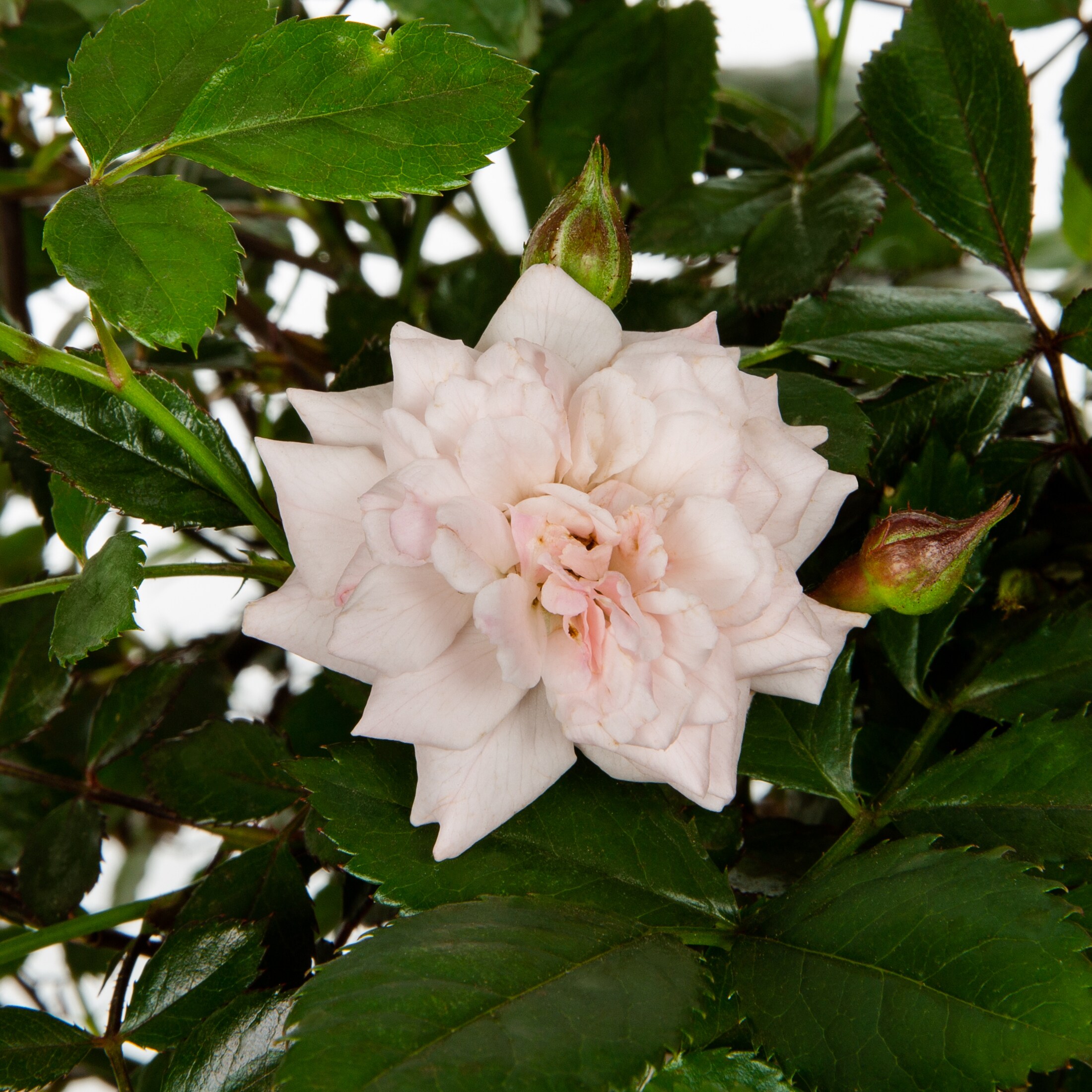 Metrolina Greenhouses Pink Rose Flowering Shrub Pot 5295 at Lowes.com