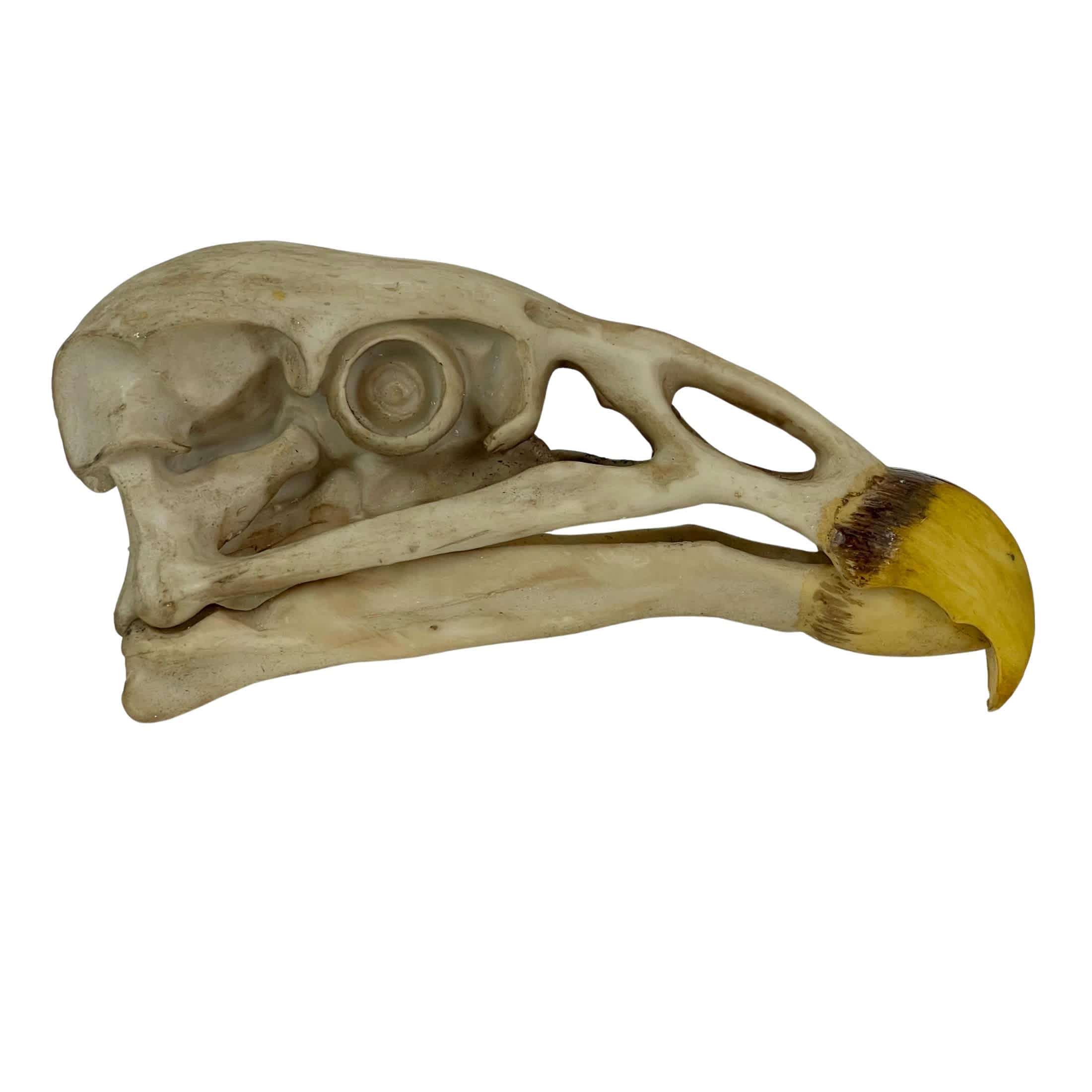 Contrast Replica California Condor Skull - Realistic Endangered Species ...