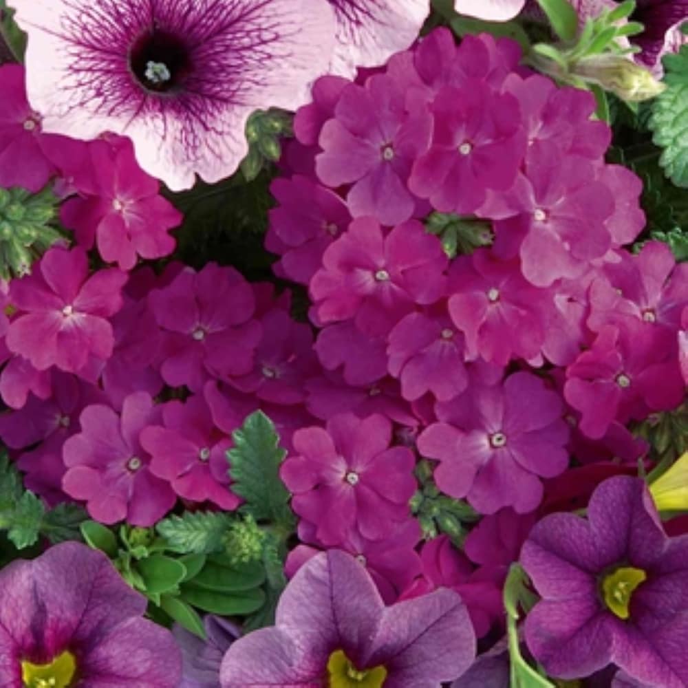 Proven Winner Purple Combo in 3 Gallon(s) Planter 6 -Pack in the ...