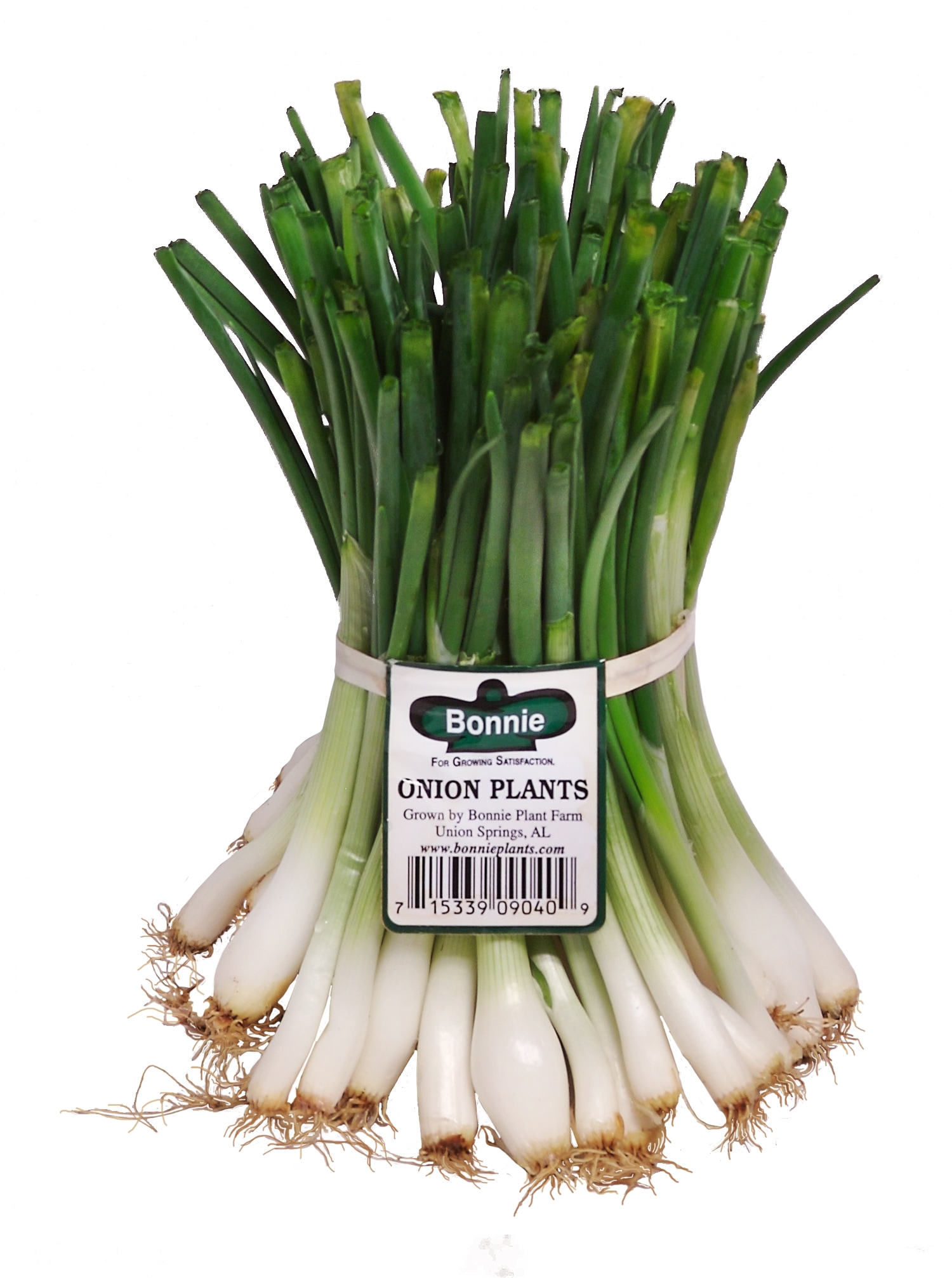 Bonnie Plants Bonnie Plants White Bermuda Onion Bunches Live Plant in ...
