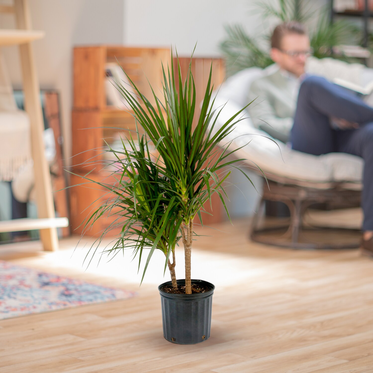 Costa Farms Madagascar Dragon Tree, House Plant in 10-in Pot L-MAR-G ...