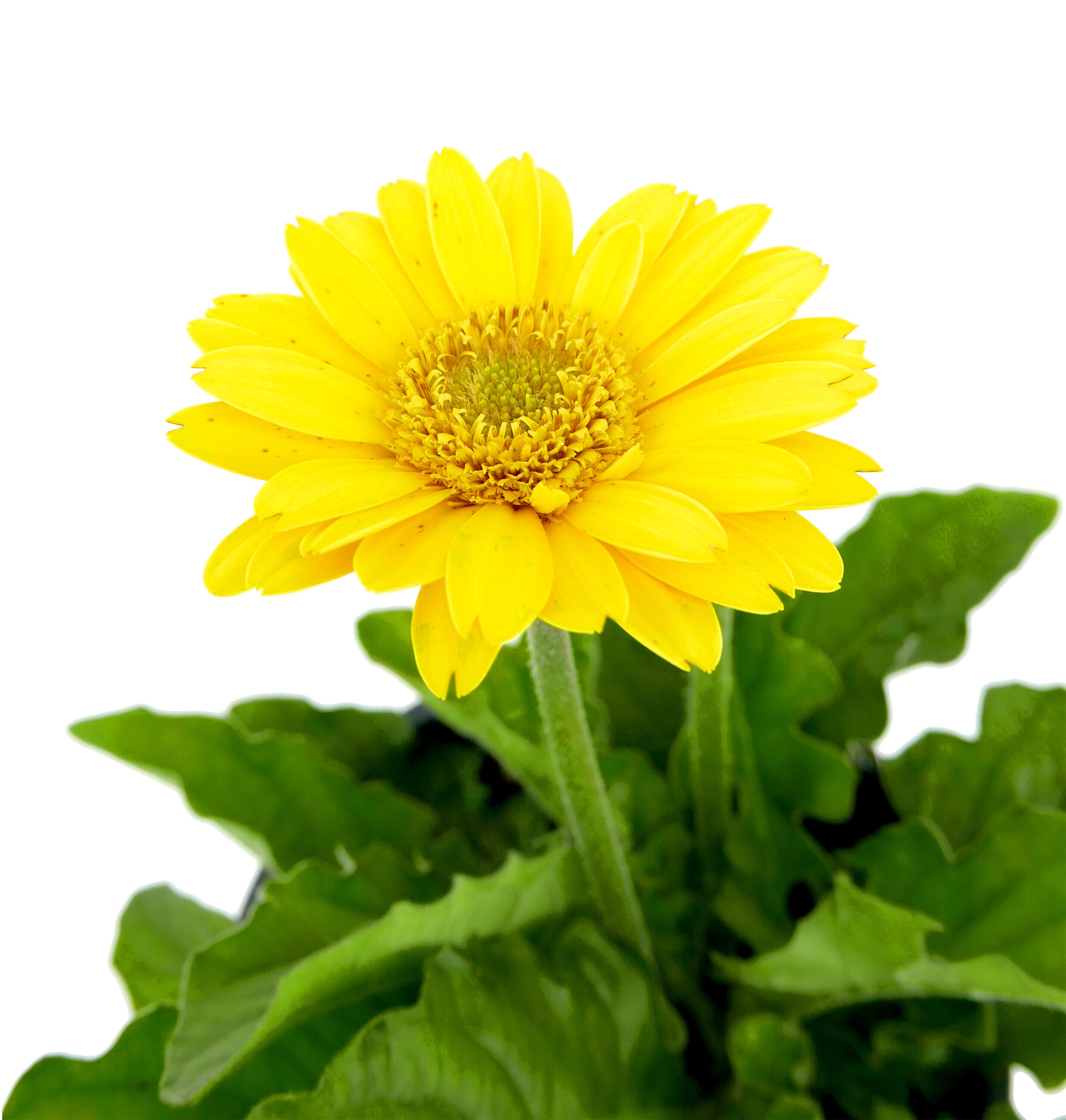 2.5 Quart(s) Yellow Gerbera 1 -Pack - Low Maintenance in the Annuals ...