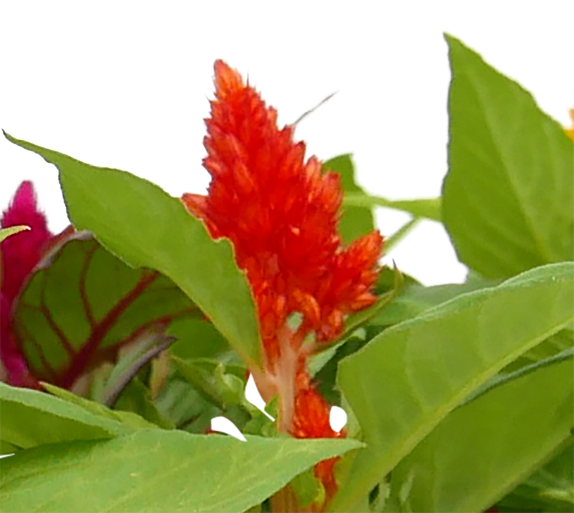 2 -Pack Assorted colors Celosia Mix 6 -Pack - Low Maintenance in the ...