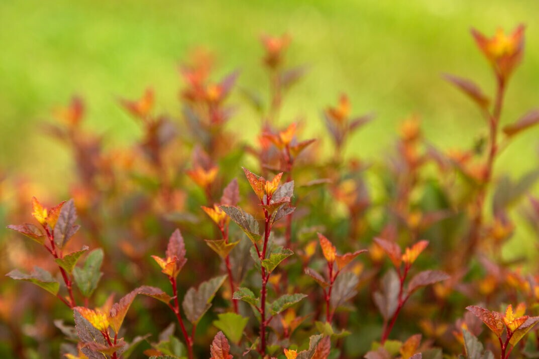 Lowe's White Spicy Devil Ninebark Flowering Shrub in 2-Gallon Pot ...