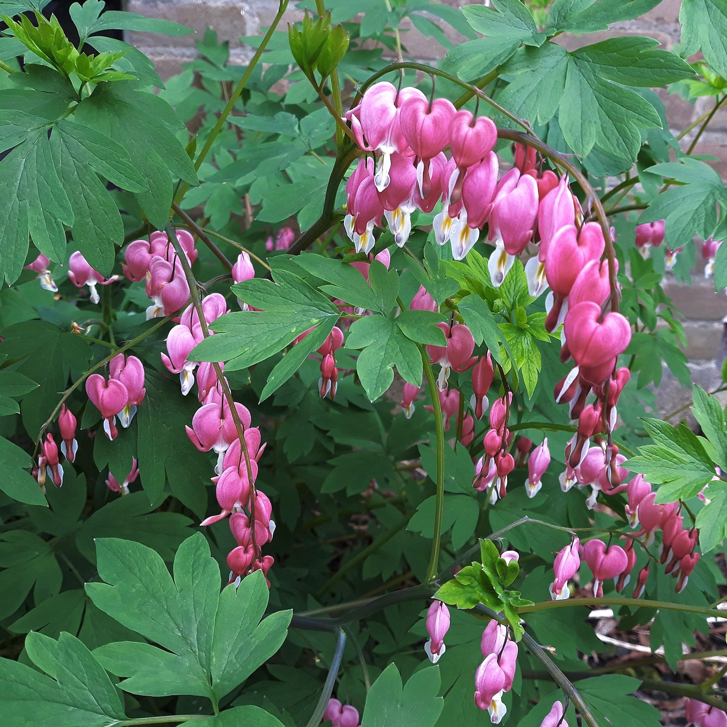 National Plant Network Pink Dicentra Dwarf Bleeding Hearts Plant in 4 ...