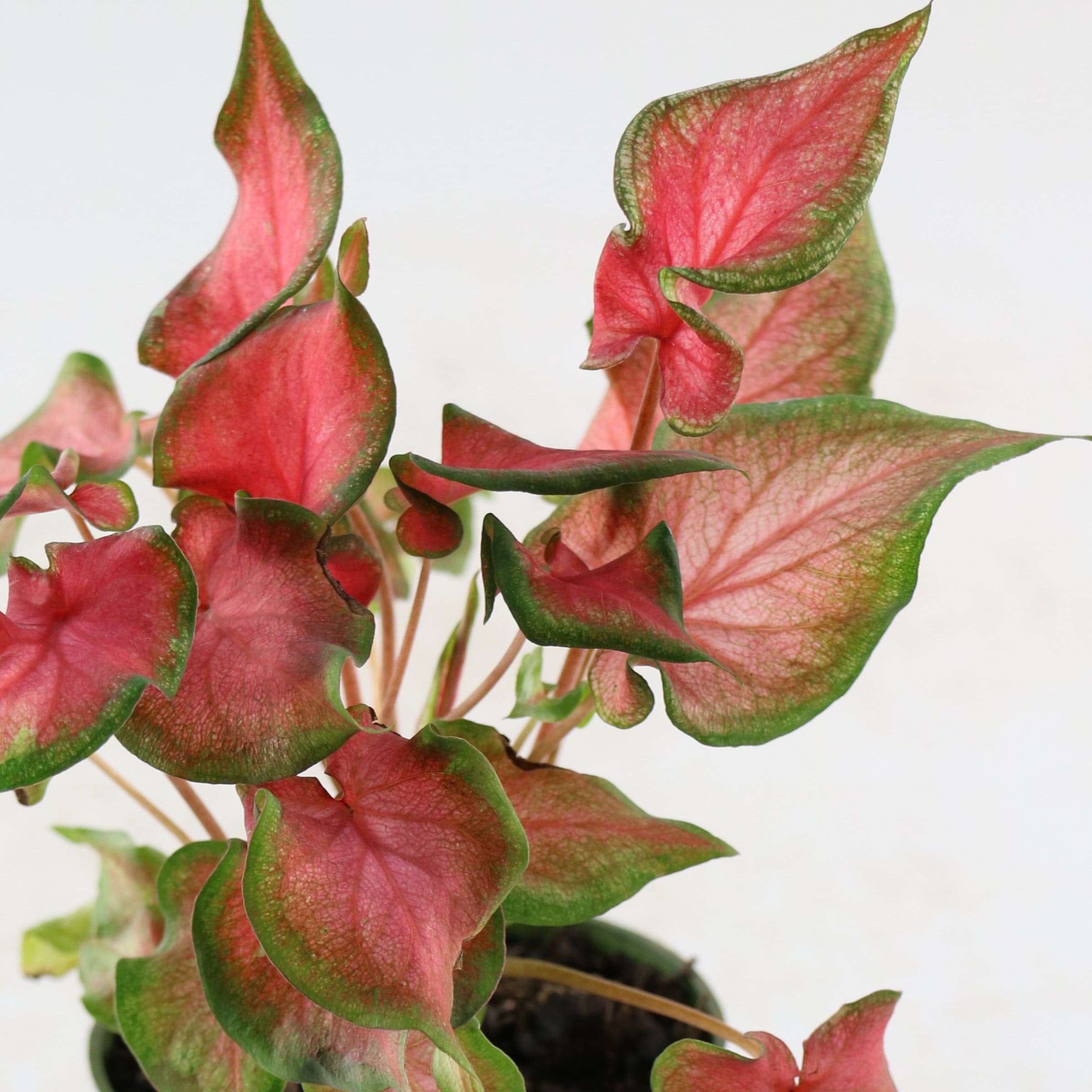 National Plant Network Caladium Fairytale Princess House plant in 4 ...