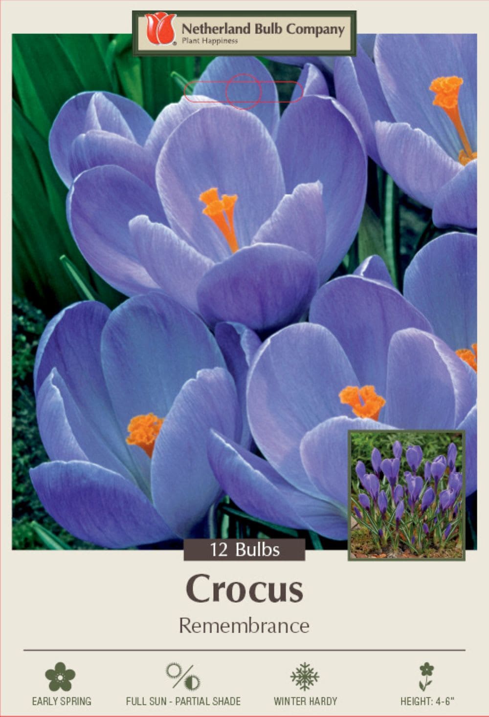 Hirt's Gardens Remembrance Crocus - Very Hardy - 8/9 cm Bulbs -12 Bulbs ...