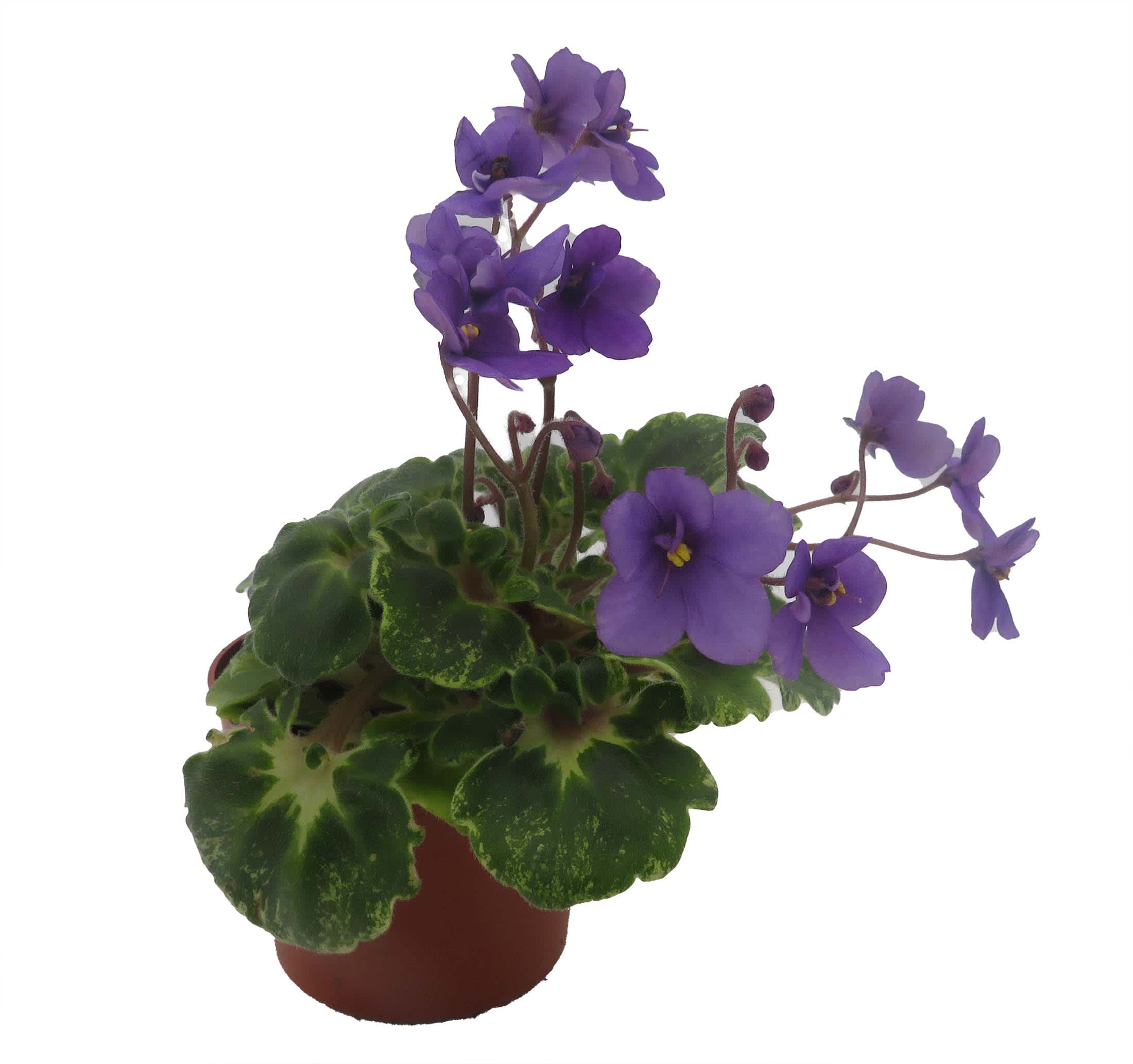 Hirt's Gardens Biscayne Trail Micro Miniature African Violet - 2.5 inch ...