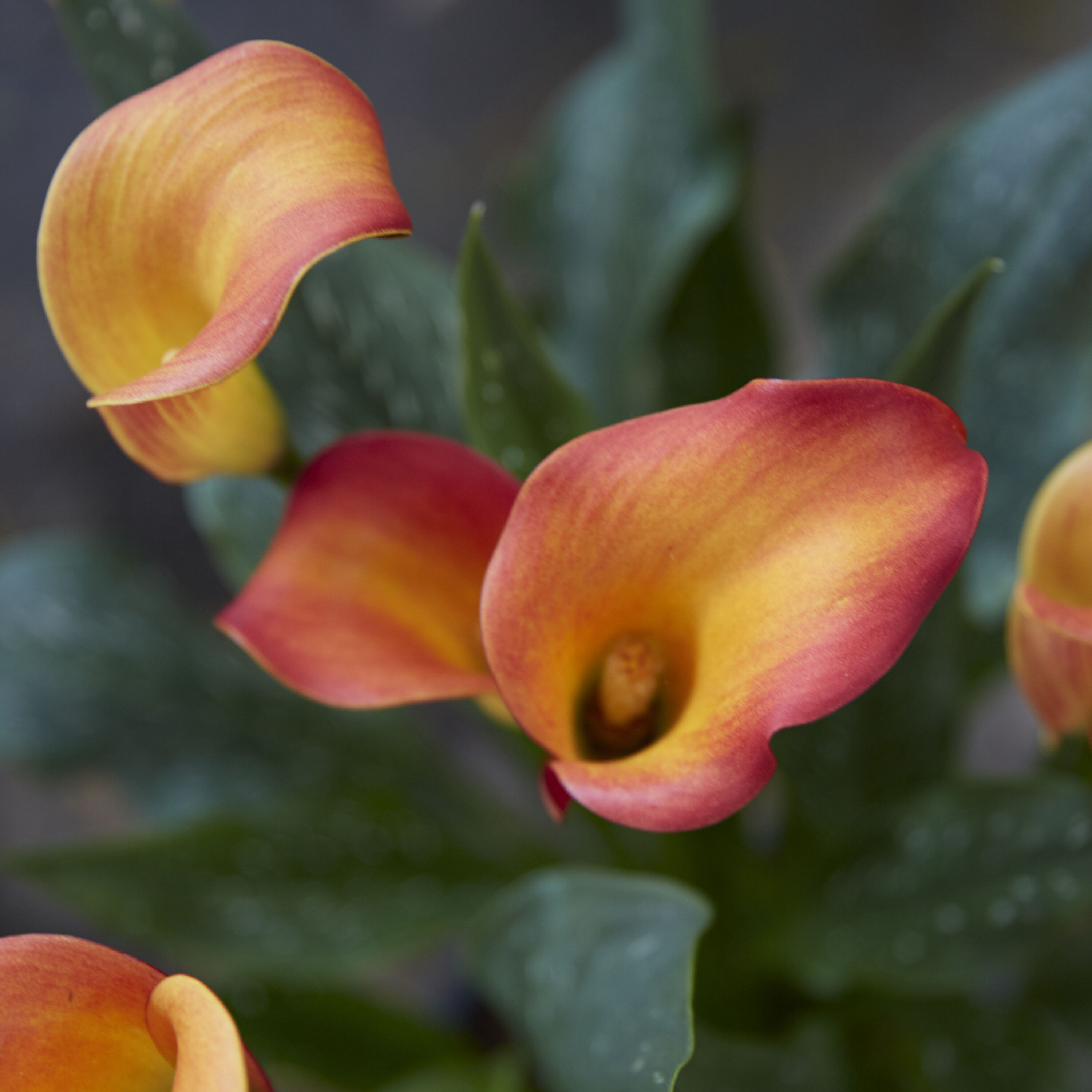 Lowe's 2.5 -Quart Multicolor Calla Lily in the Perennials department at ...