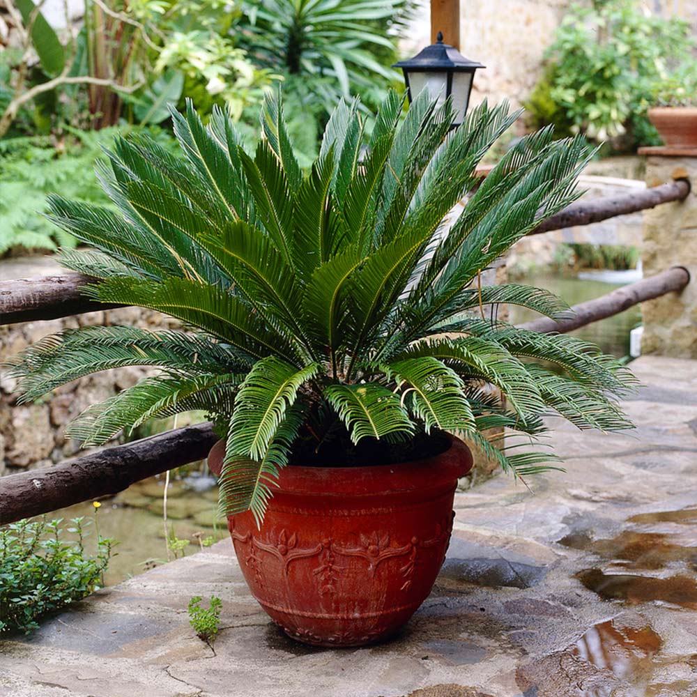 Brighter Blooms Sago Palm Tree (7 gal.) at Lowes.com
