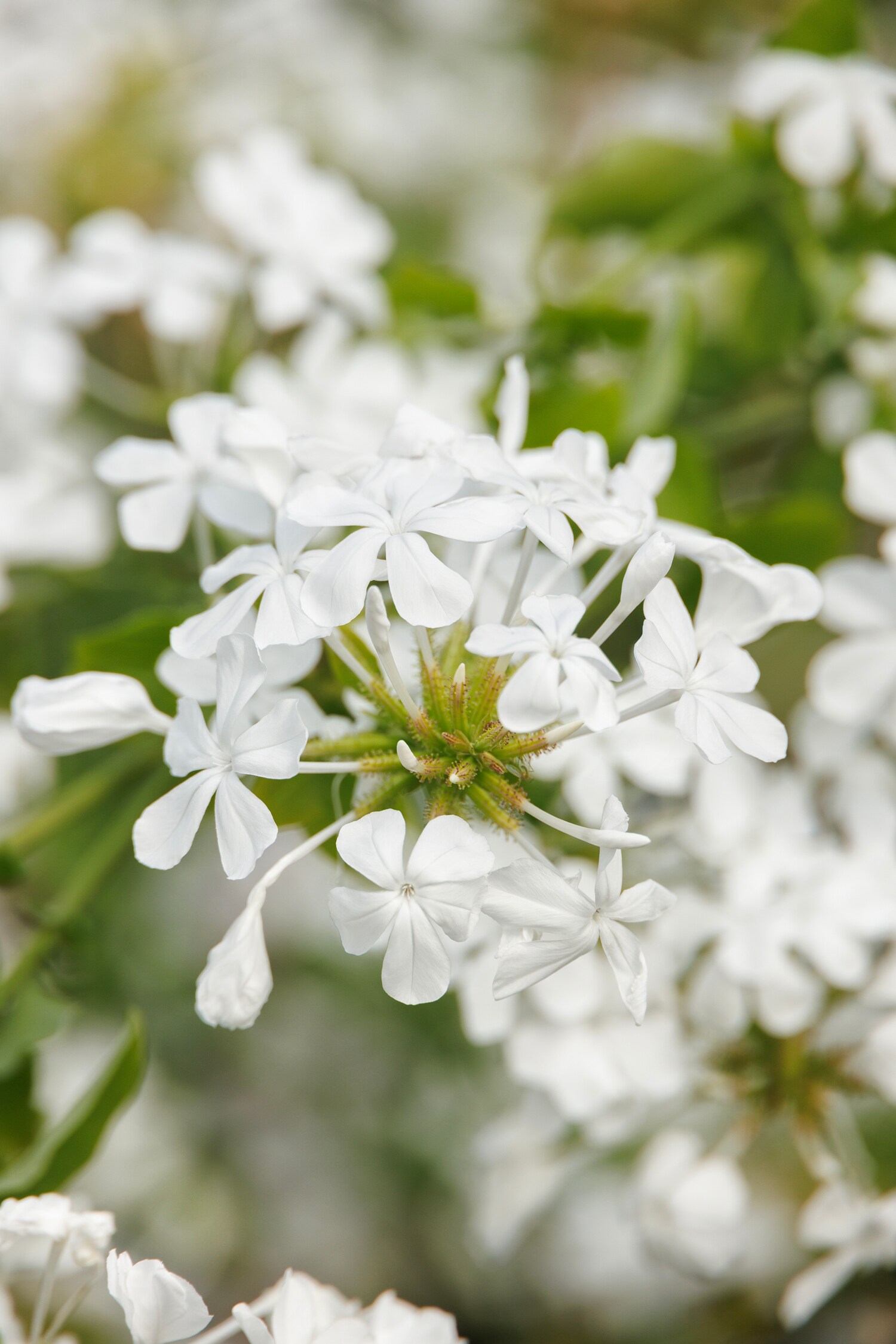 Monrovia White Cape Plumbago Flowering Shrub in 2.6-Gallon Pot 066361 ...