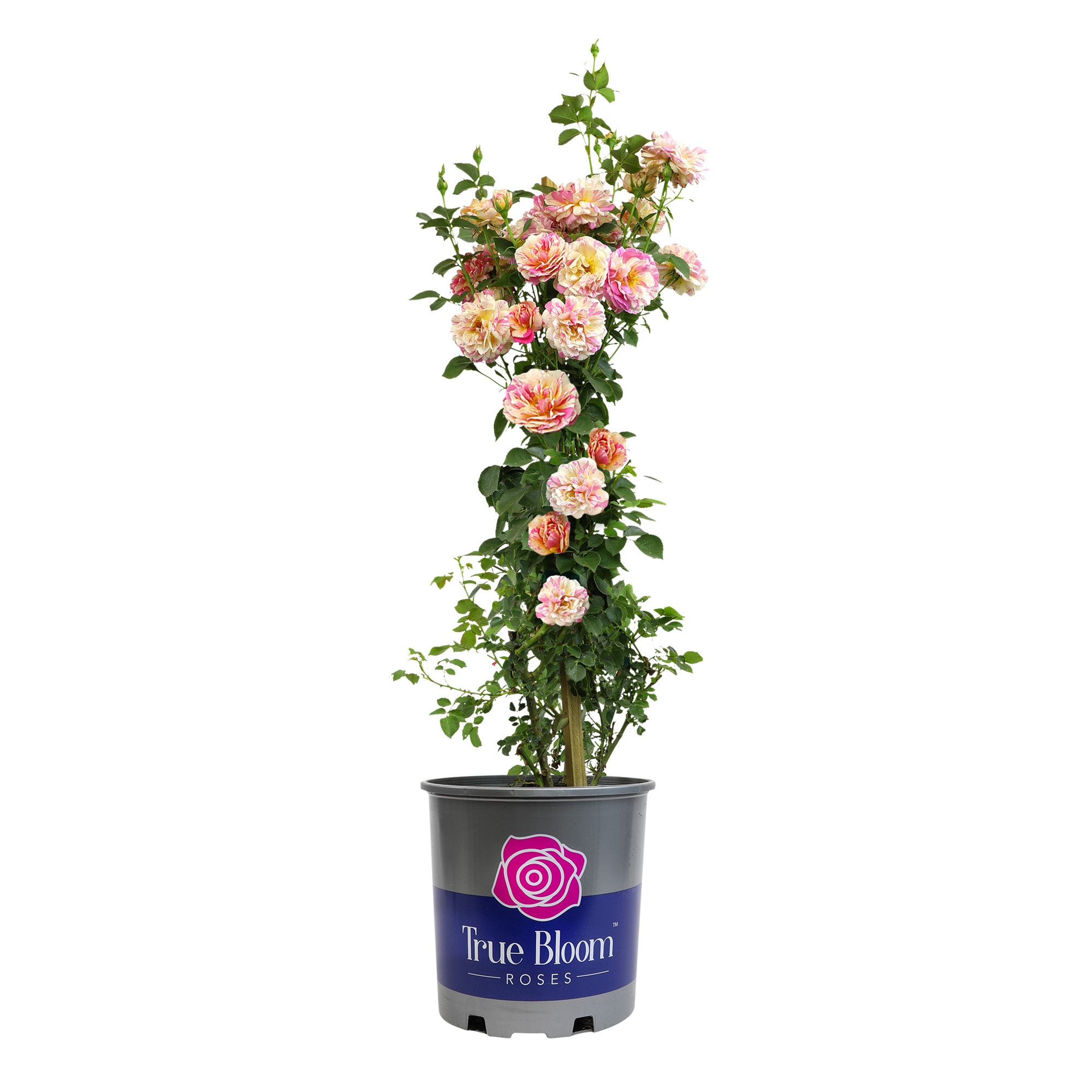 True Bloom ROSE TRUE DELIGHT Flowering Shrub in 2 -Gallon Pot 1 -Pack ...