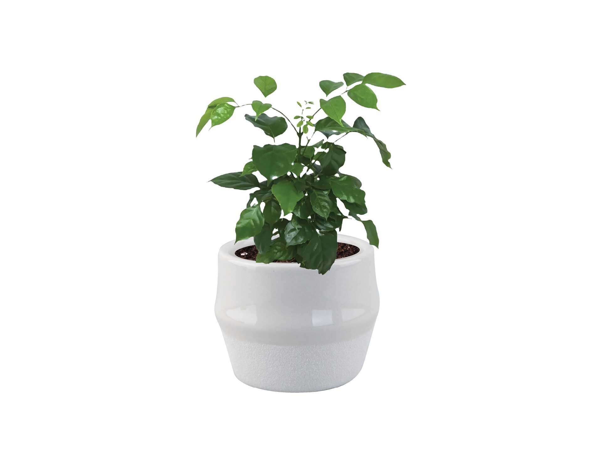 PlantSmart 4-OZ Elements Tranquil Tropical Foliage in the House Plants ...