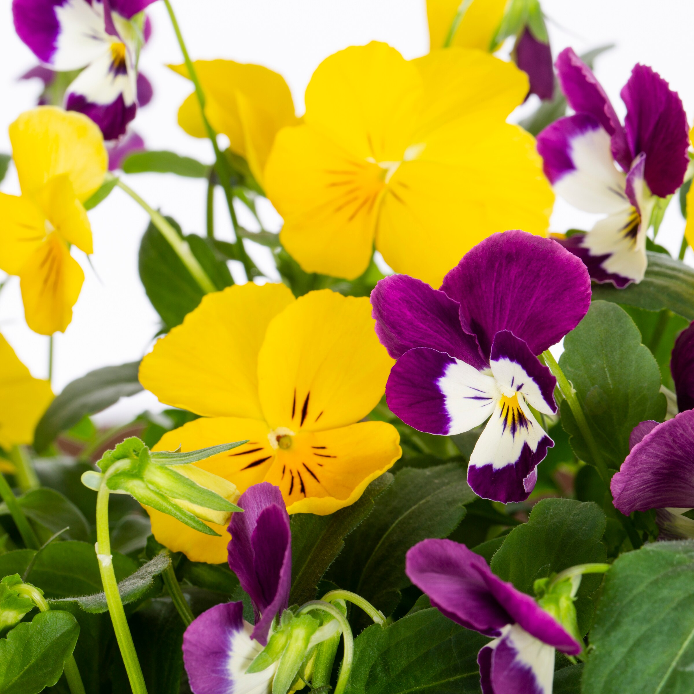 Lowe's Multicolor Trailing Pansy in 1.75-Gallon Planter in the Annuals ...