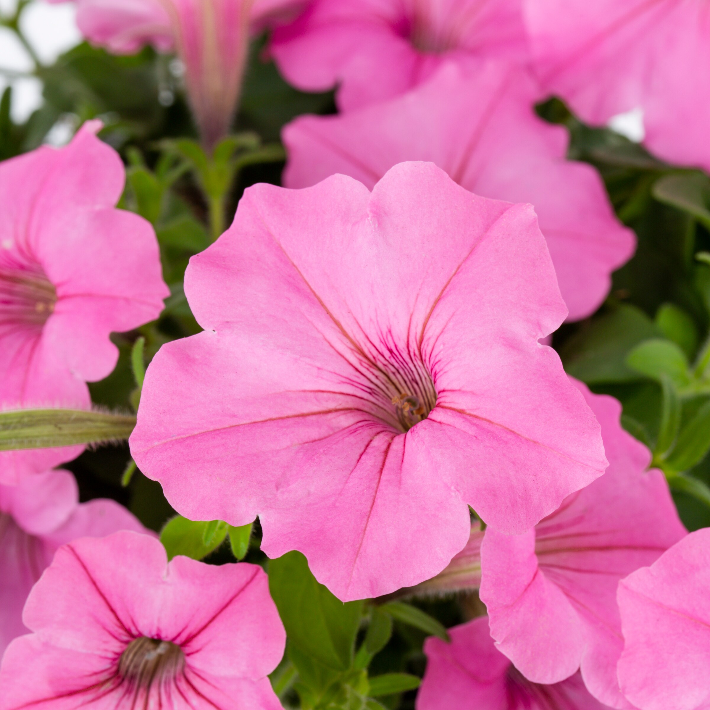 Metrolina Greenhouses 2 Quart(s) Pink Petunia 3 -Pack - Low Maintenance ...