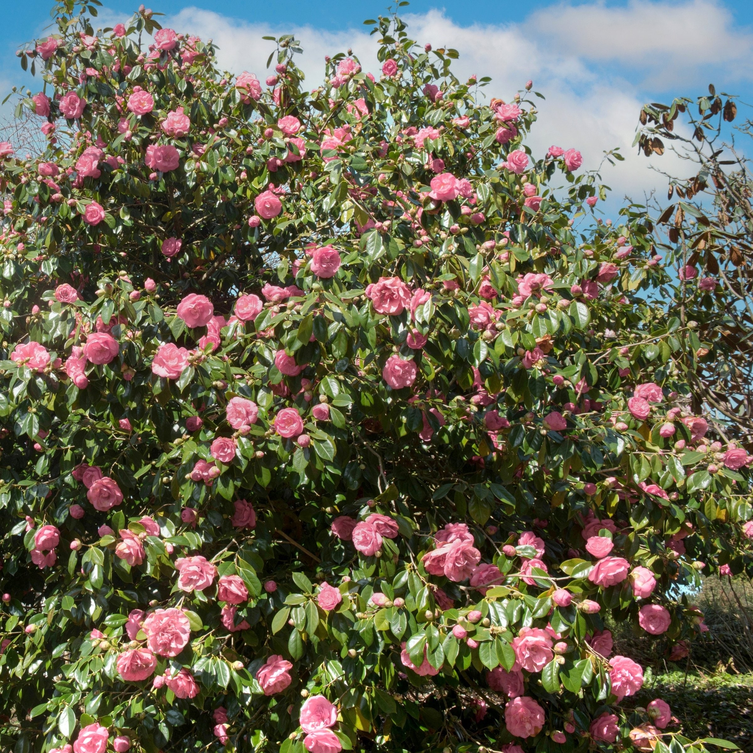 National Plant Network 3 -Gallon Camellia High Fragrance Flowering ...