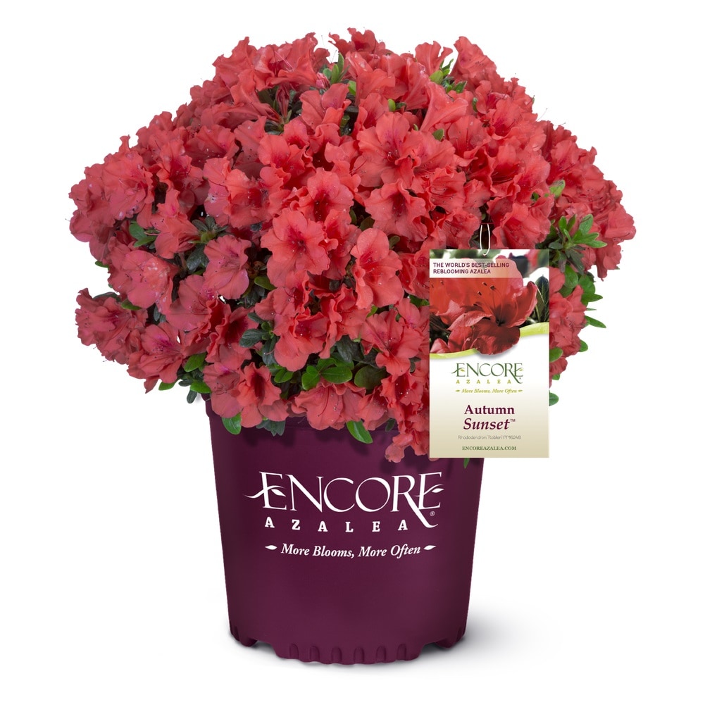 Encore Azalea 2 -Gallon Autumn Sunset Azalea Foundation/Hedge Shrub ...