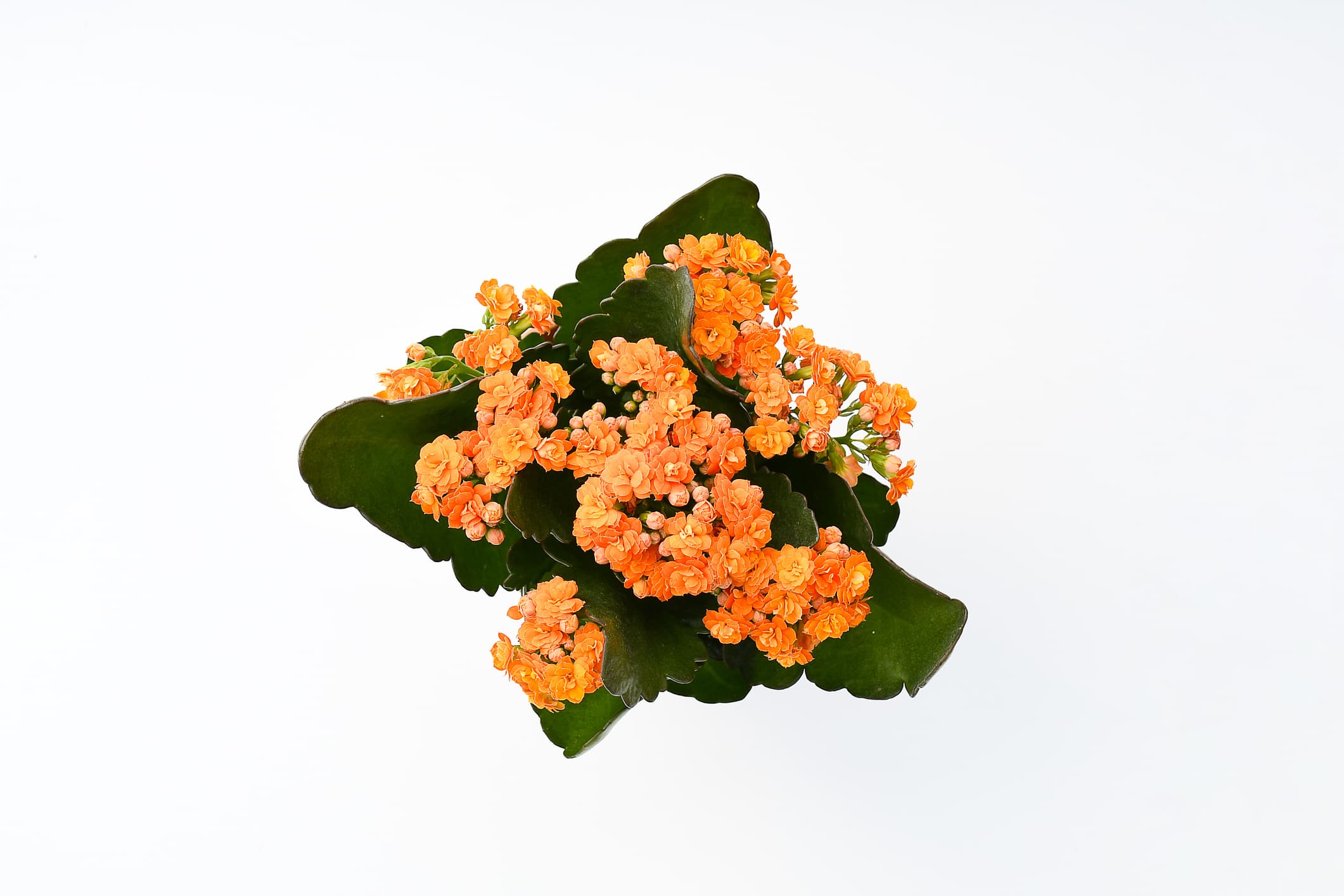 Hirt's Gardens Orange Kalanchoe - 2.5 inch Pot - In Bud and Bloom ...