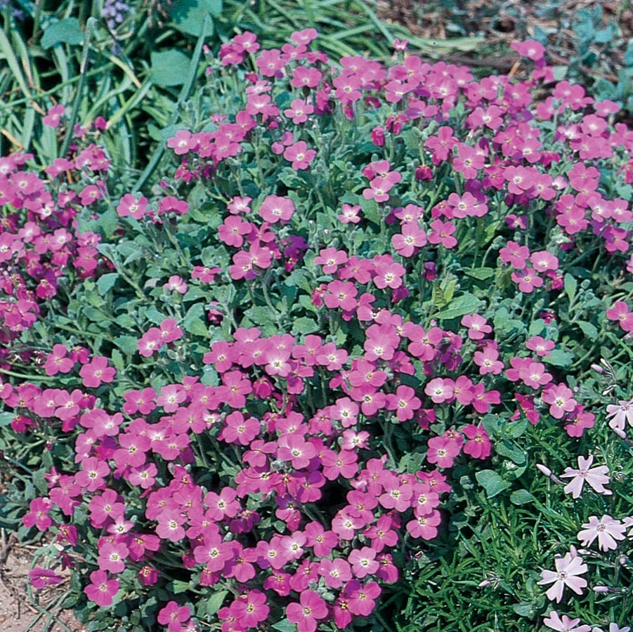 Lowe's HERITAGE Dk.Blue Rectangle in the Perennials department at Lowes.com