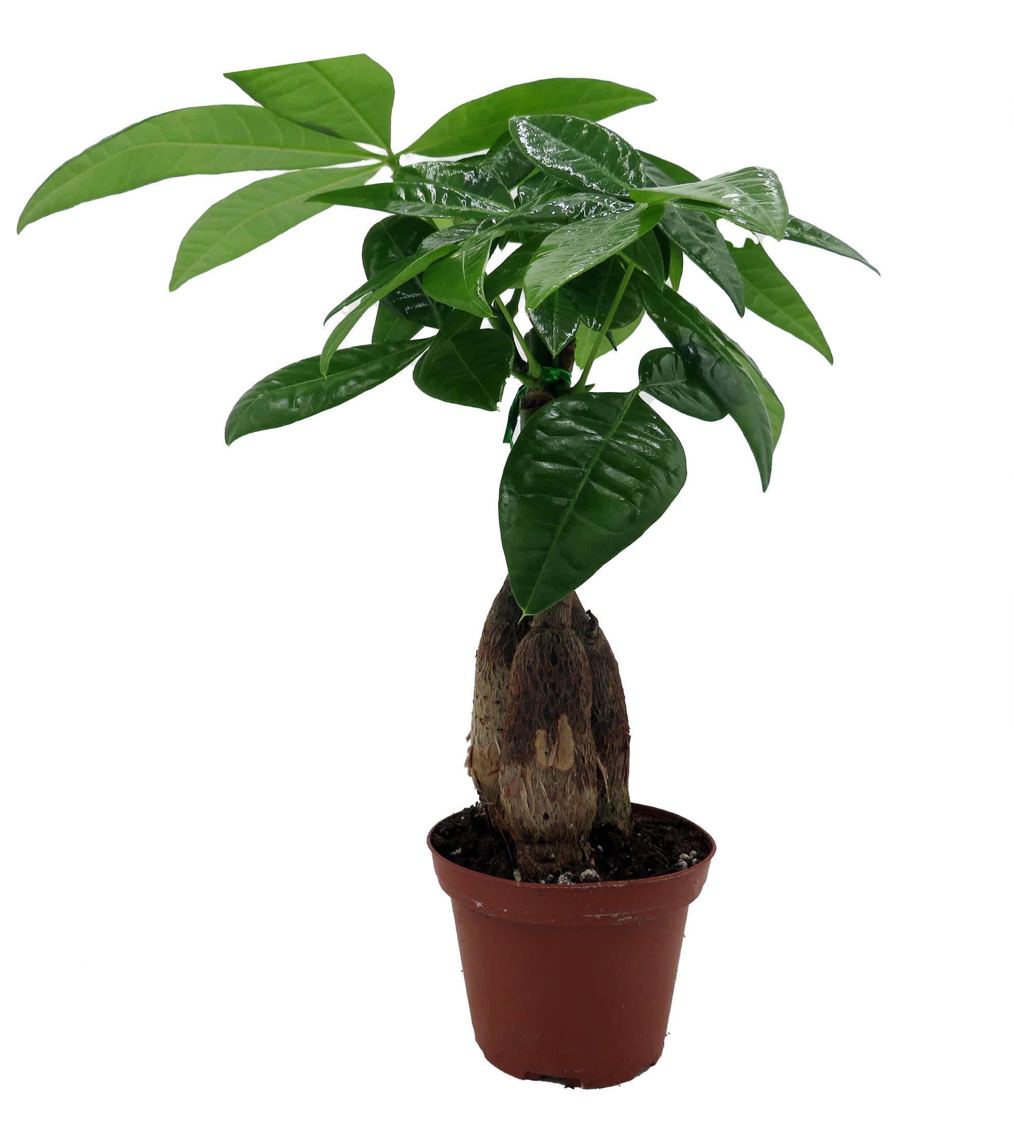 Hirt's Gardens Twisted Money Tree - Pachira - 3 inch Pot - Trending in ...