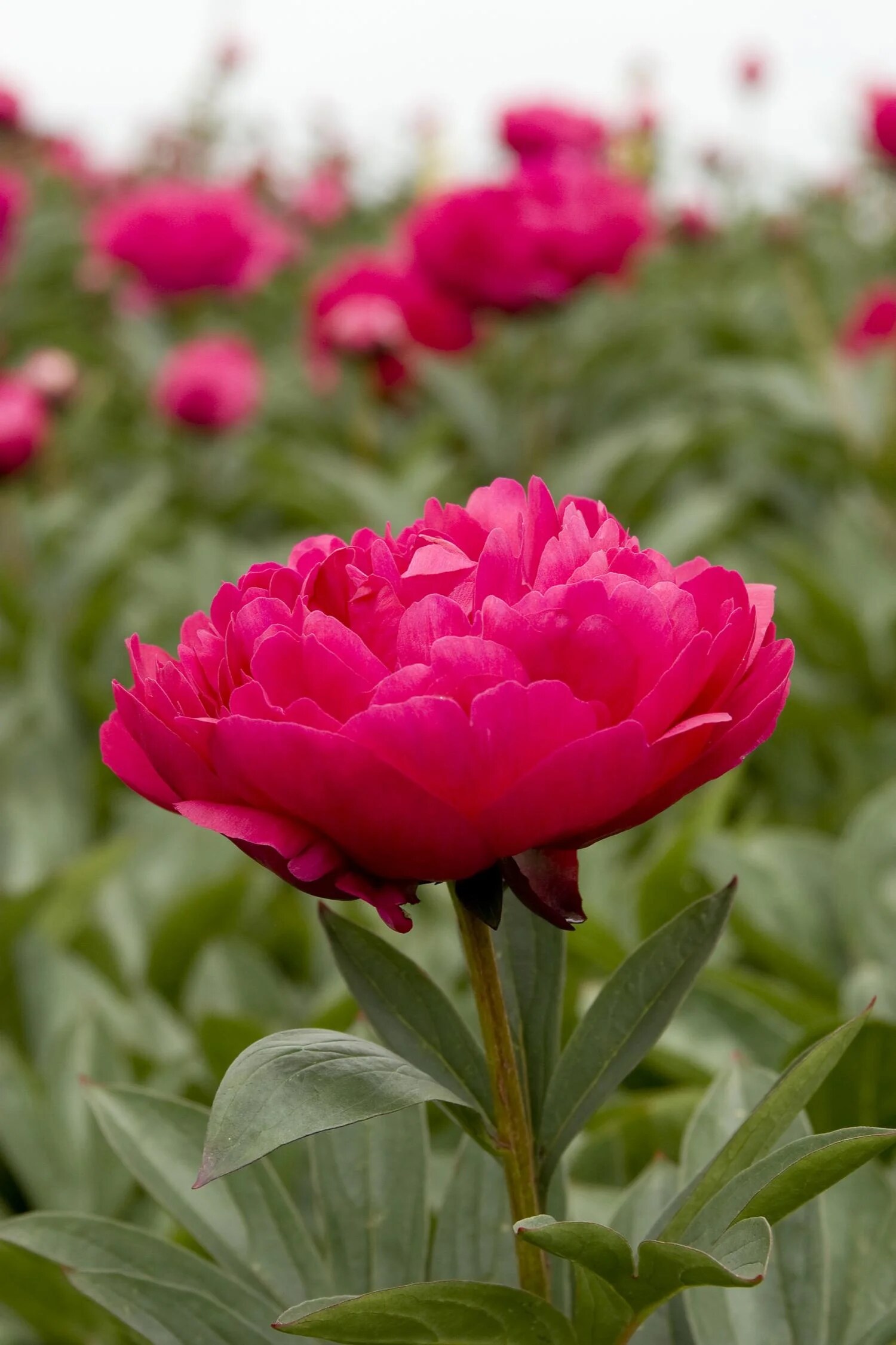 Monrovia 1.72 -Gallon Red Kansas Double Peony 1 -Pack - Low Maintenance ...