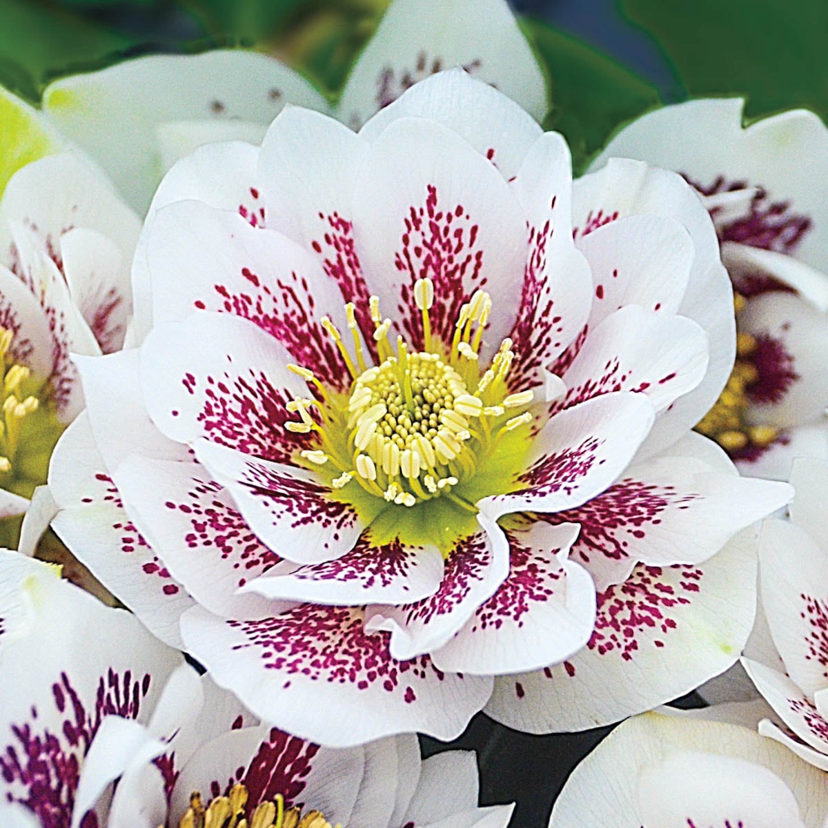 Direct Gardening Multicolor Flowering Confetti Cake Lenten Rose Dormant ...
