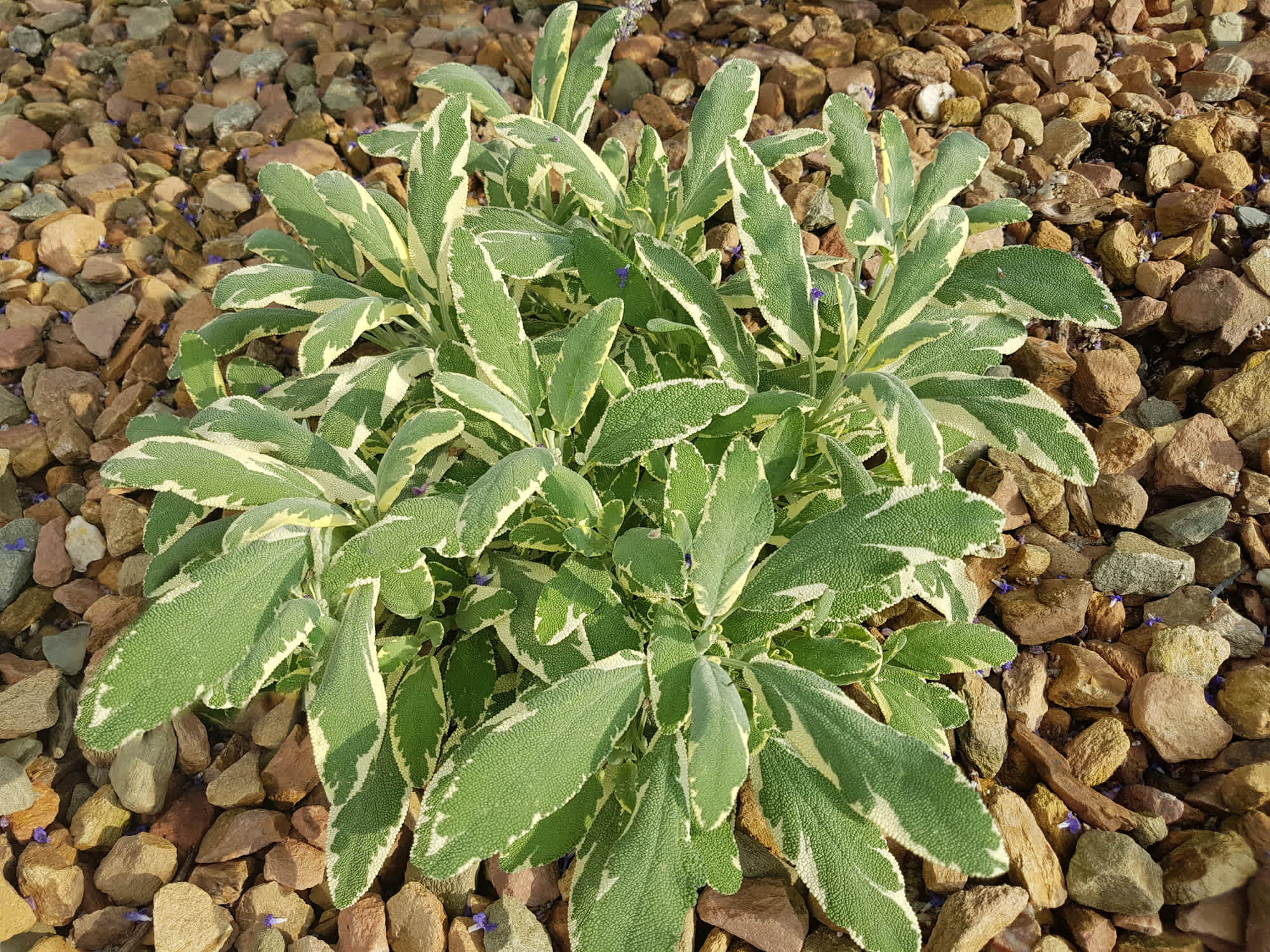 Hirt's Gardens Variegated Berggarten Sage - Salvia officinalis - Live ...