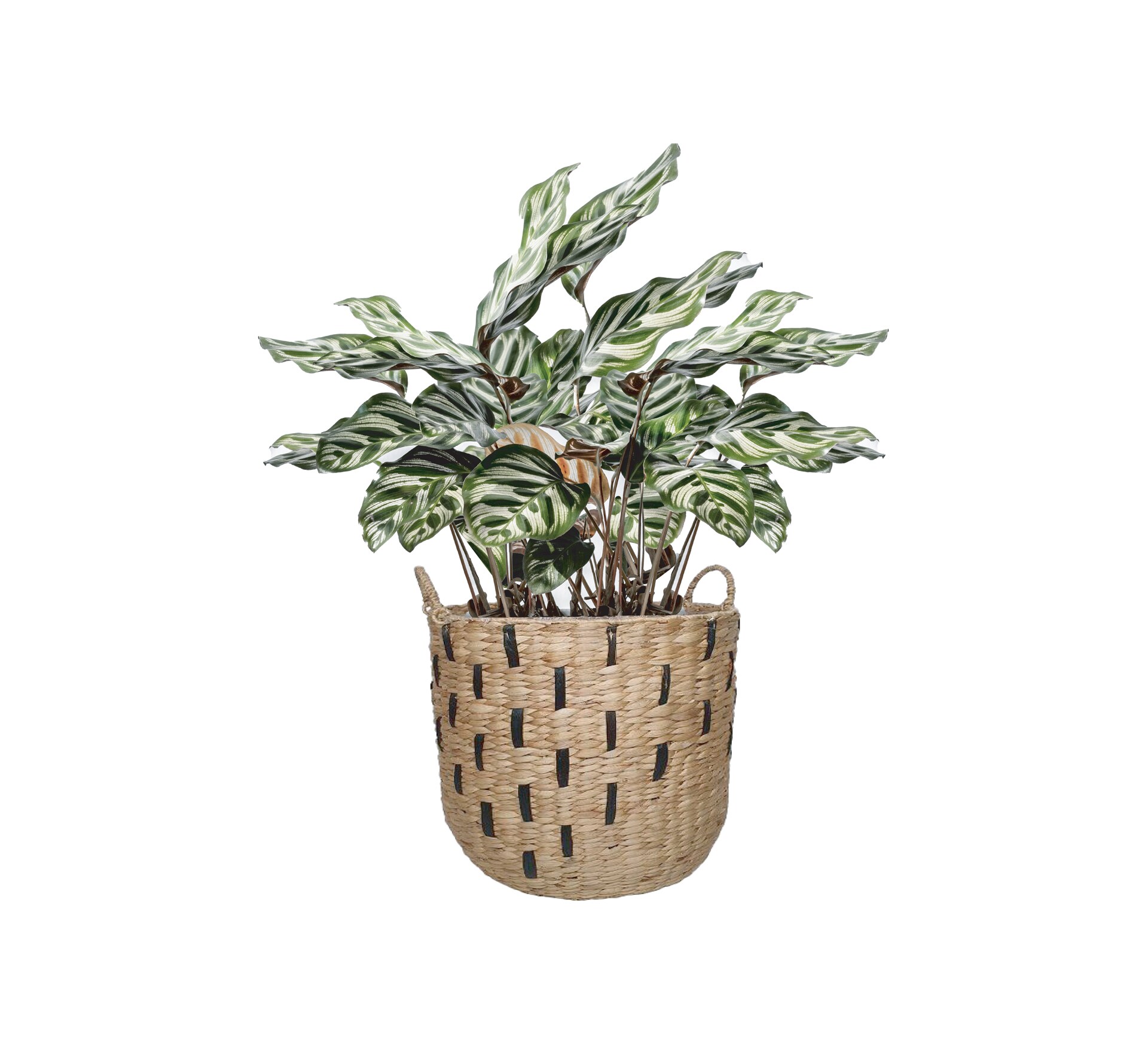 PlantSmart 3.75-GAL Elements Good Vibes Calathea in the House Plants ...