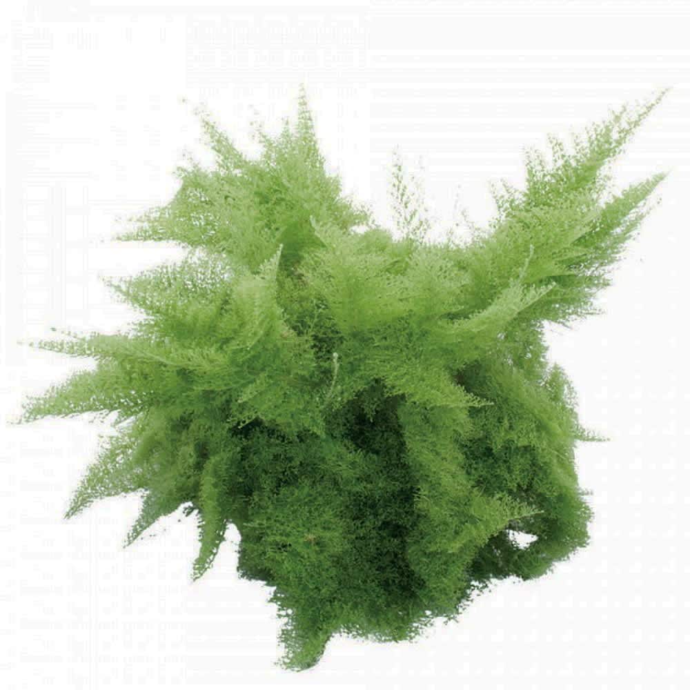 Hirt's Gardens Rare Cotton Candy Fern - Nephrolepis exaltata 'Smithii ...