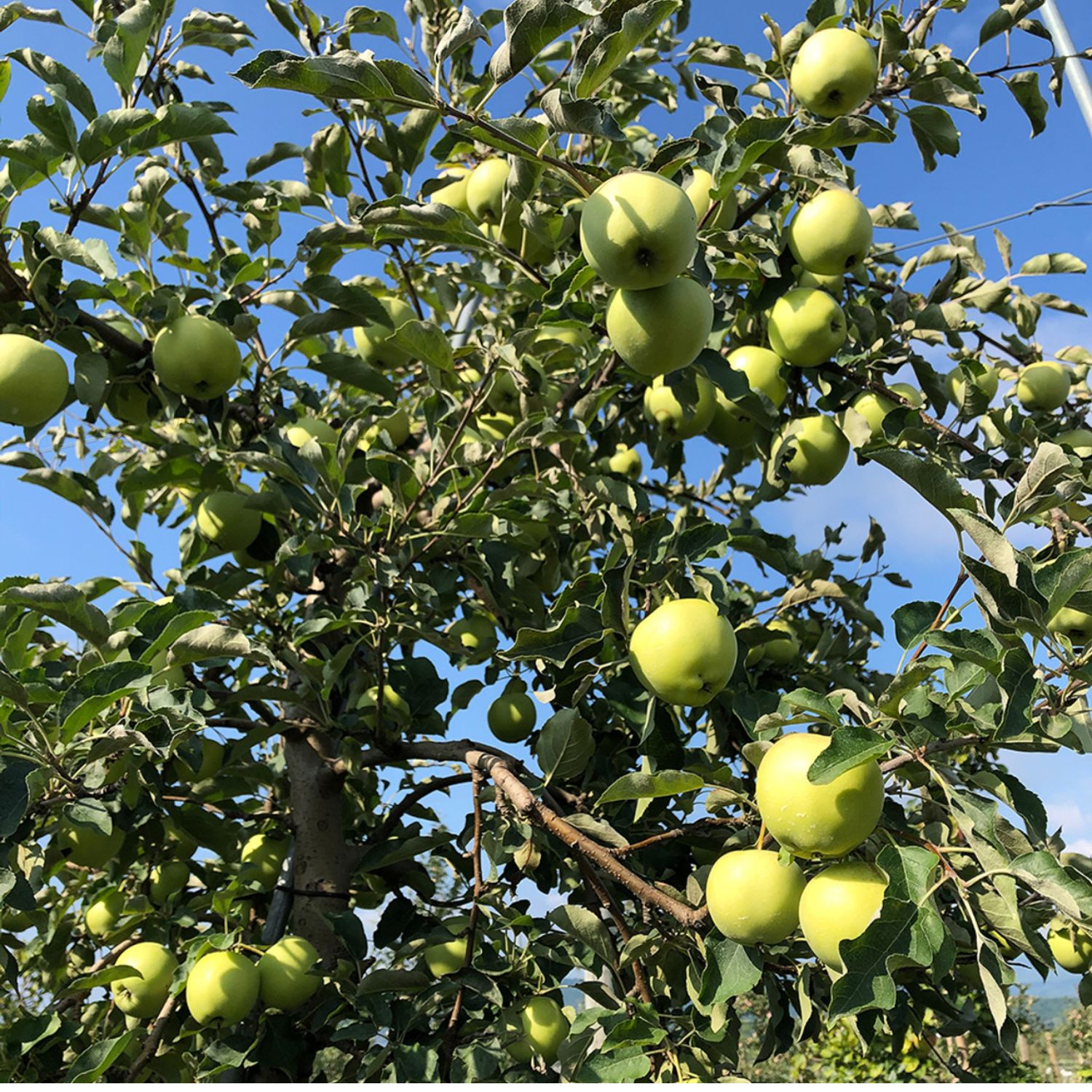Southern Planters 5 -Gallon White Fruit Ginger Gold Apple Tree In pot ...