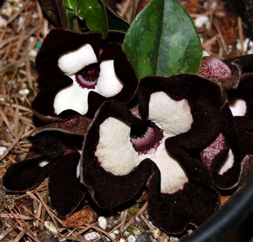 Hirt's Gardens Panda Face Ling Ling Ginger - Asarum Maximum ...