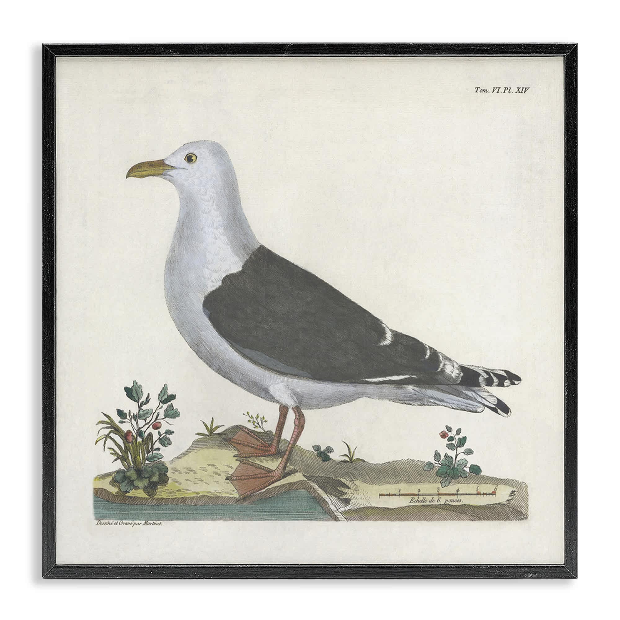 Stupell Industries Vintage Seagull Study Diagram Black Framed Giclee ...