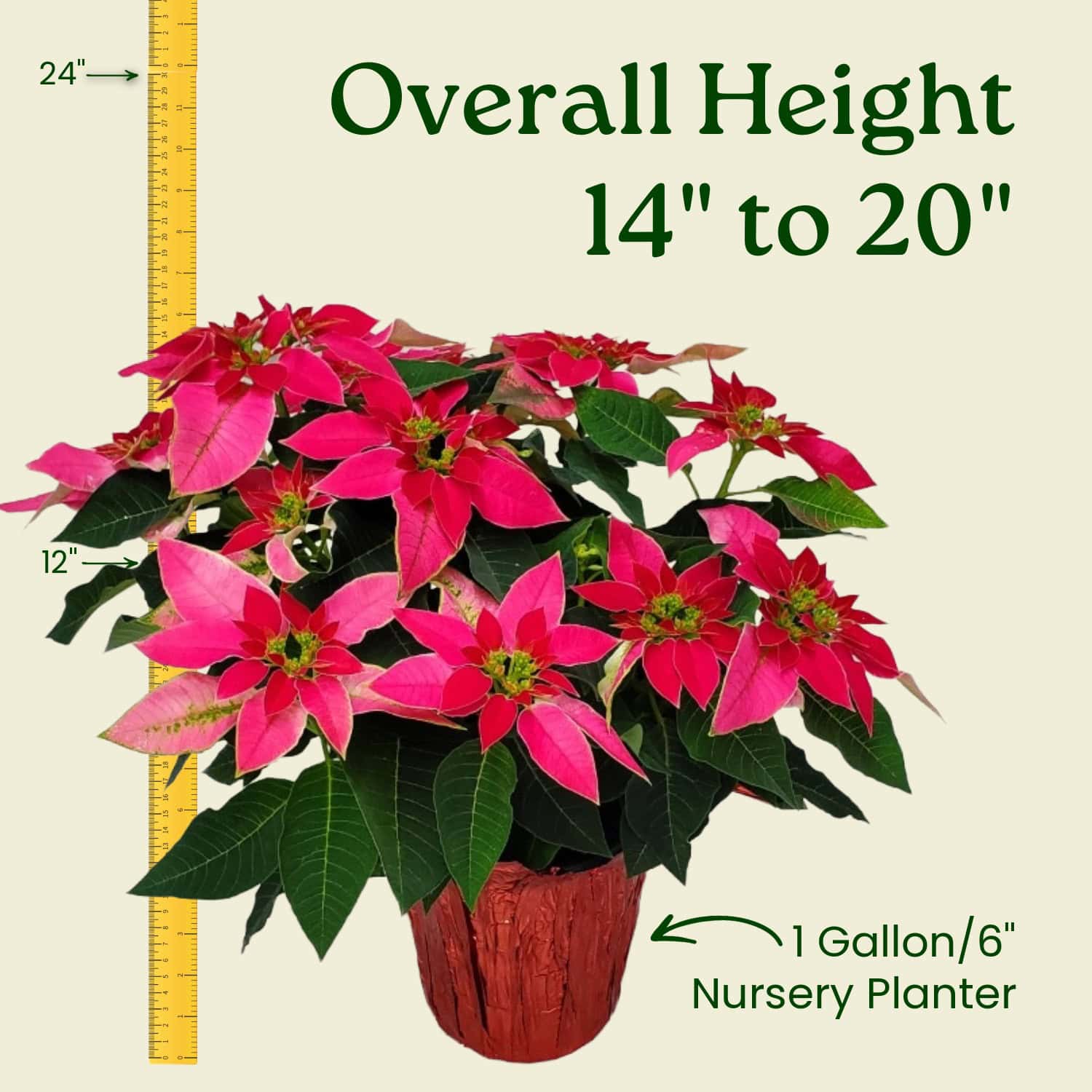 Tropical Plants of Florida Pink Poinsettia Plant in 1 Gallon Nursery ...
