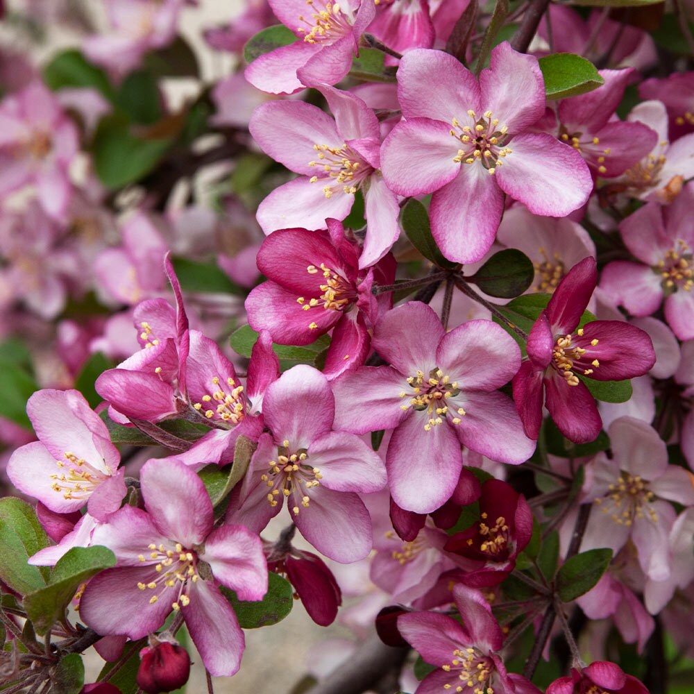 Brighter Blooms Robinson Crabapple Tree (6-7 ft.) at Lowes.com
