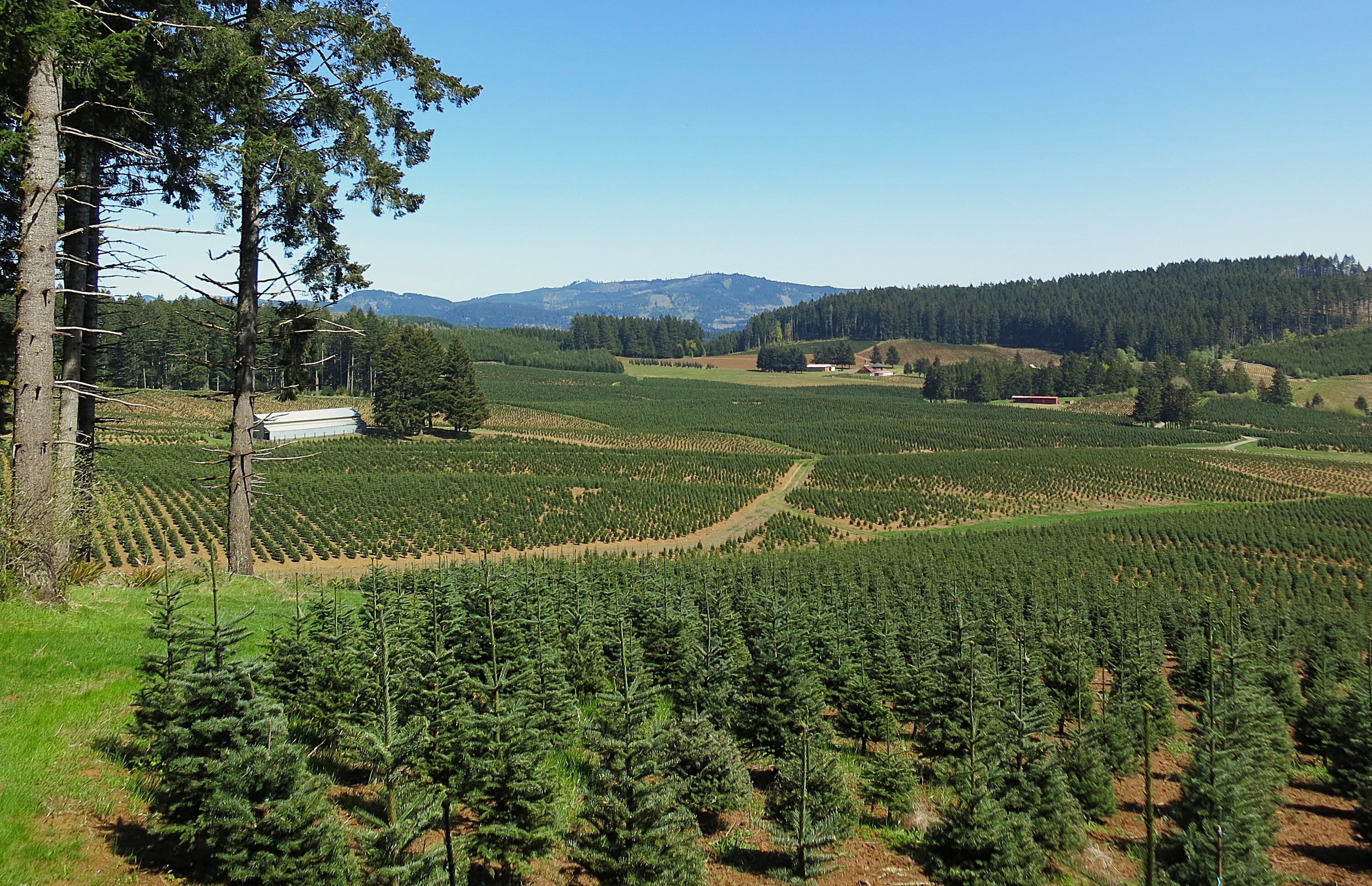 9.5-ft x 8-ft Noble fir Full Real Christmas Tree in the Fresh Christmas ...
