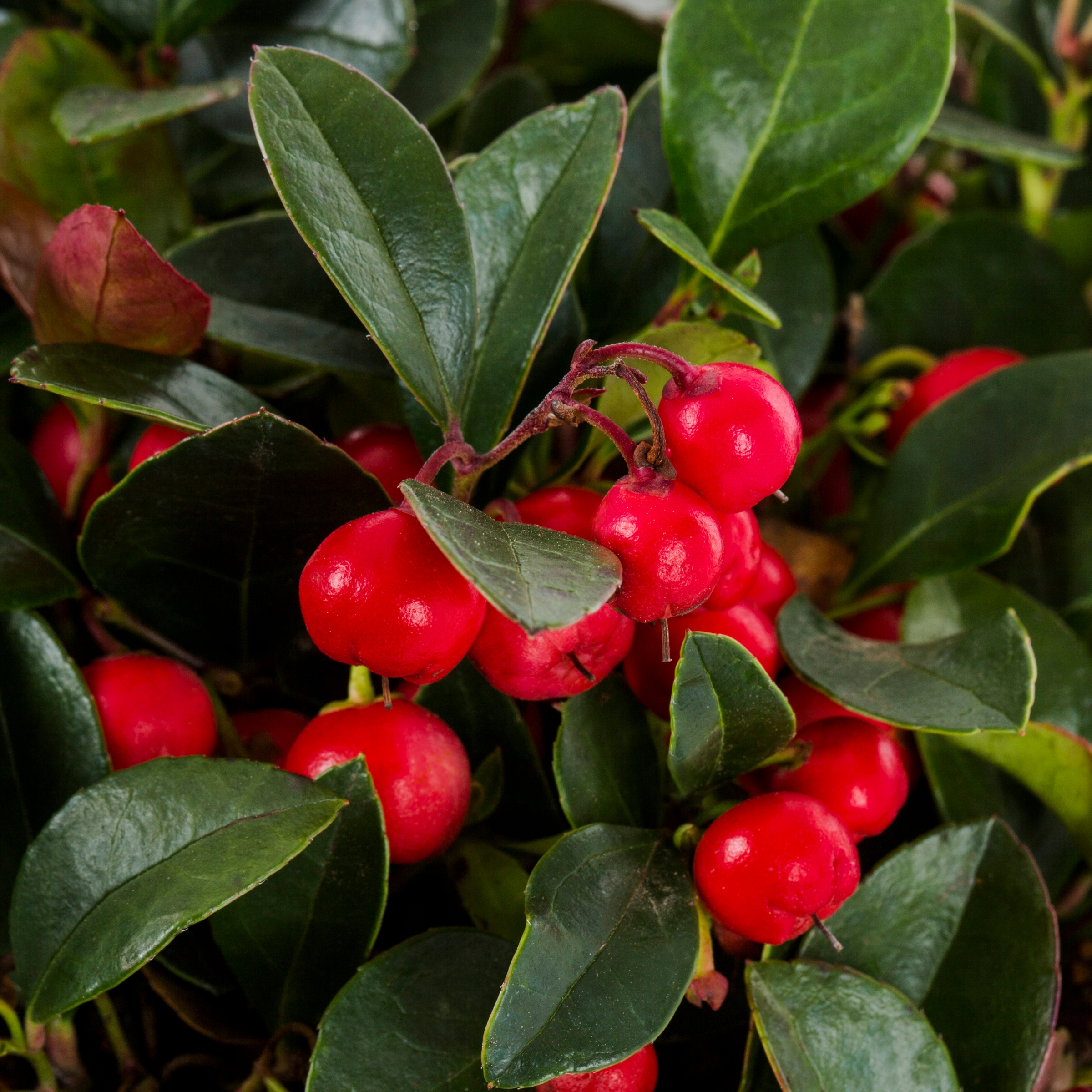 Holiday Living Wintergreen Feature Shrub in 2.5 -Quart Pot 1 -Pack in ...