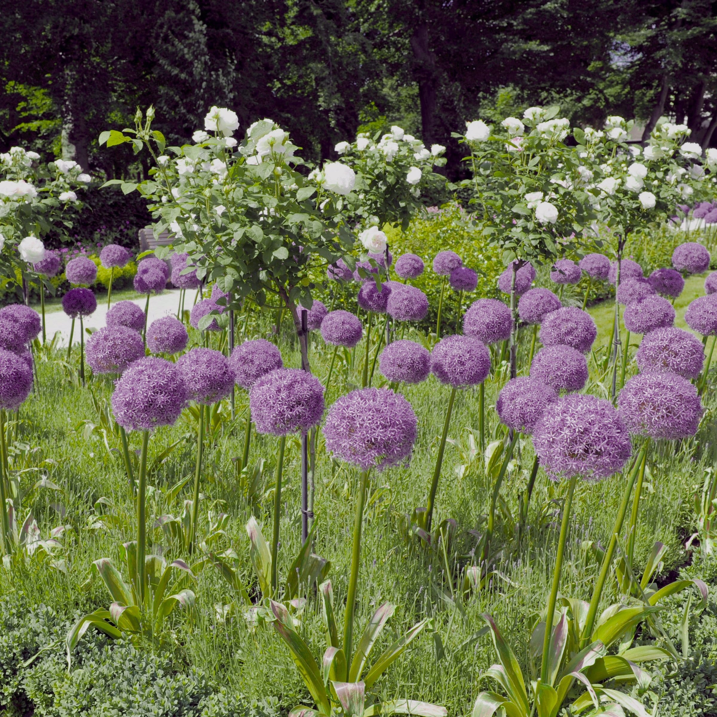 National Plant Network Purple Allium Globemaster Bulbs Bulbs 10 Count ...