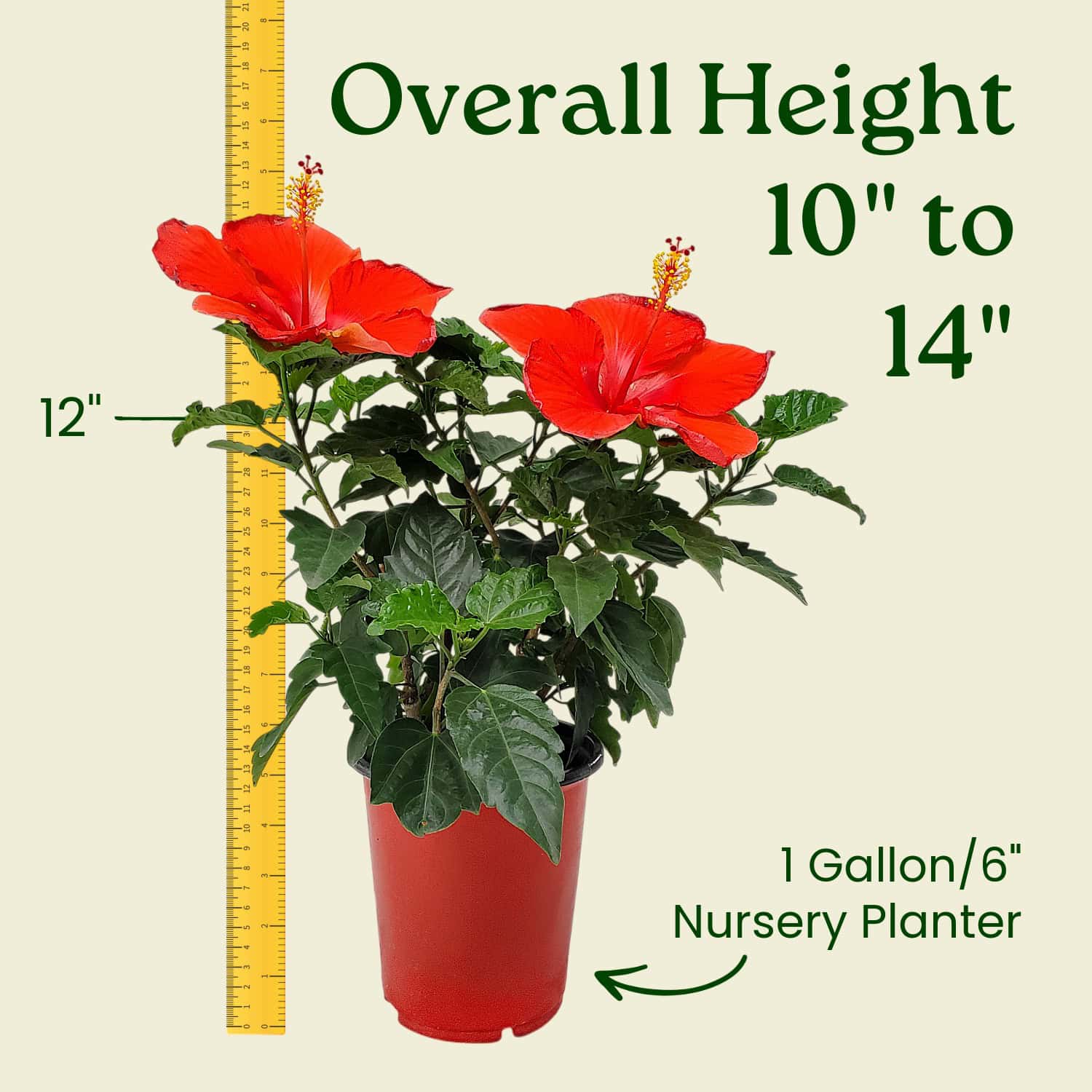 Tropical Plants of Florida President Red Hibiscus Bush in 1 Gallon ...