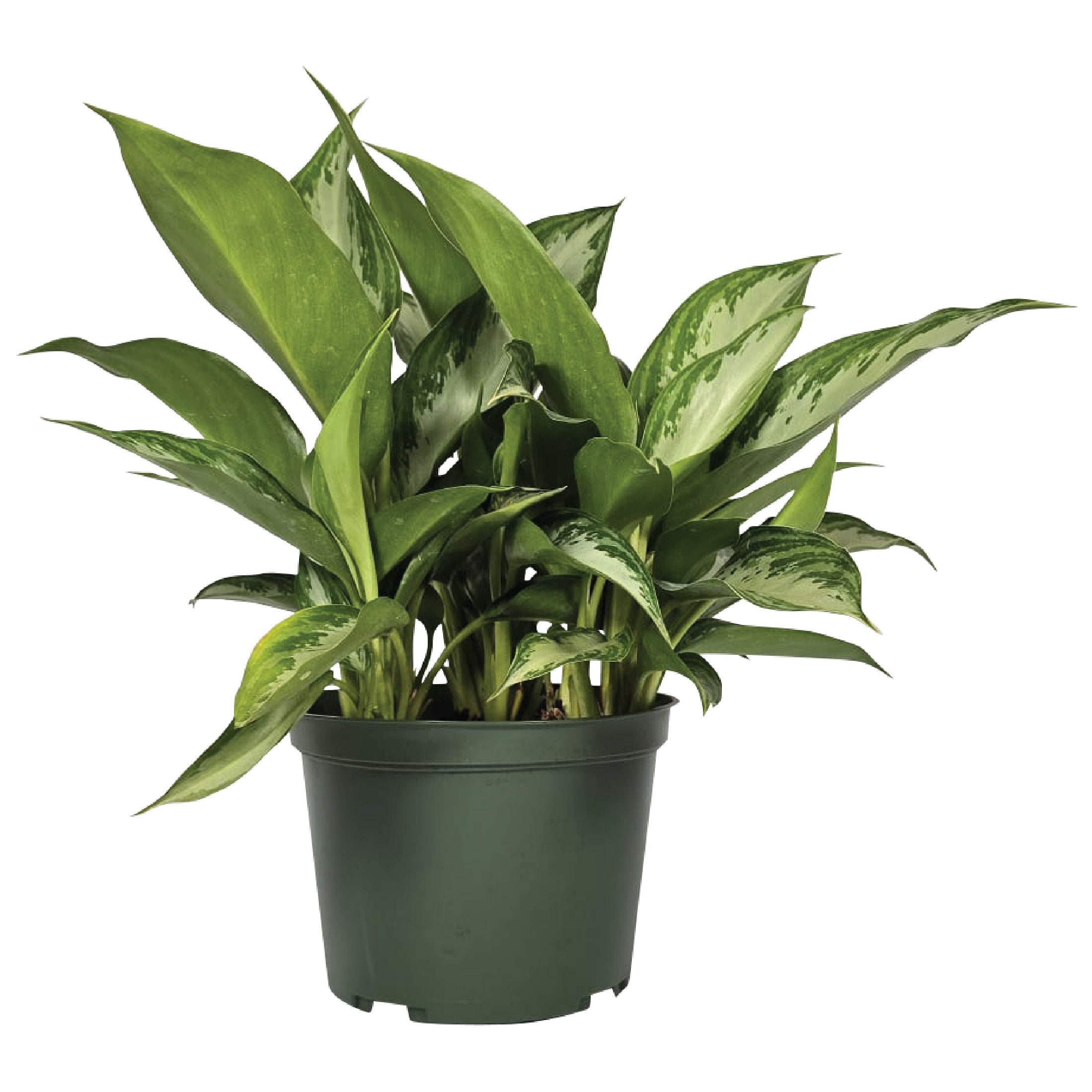 Silver Bay Aglaonema House Plants at Lowes.com