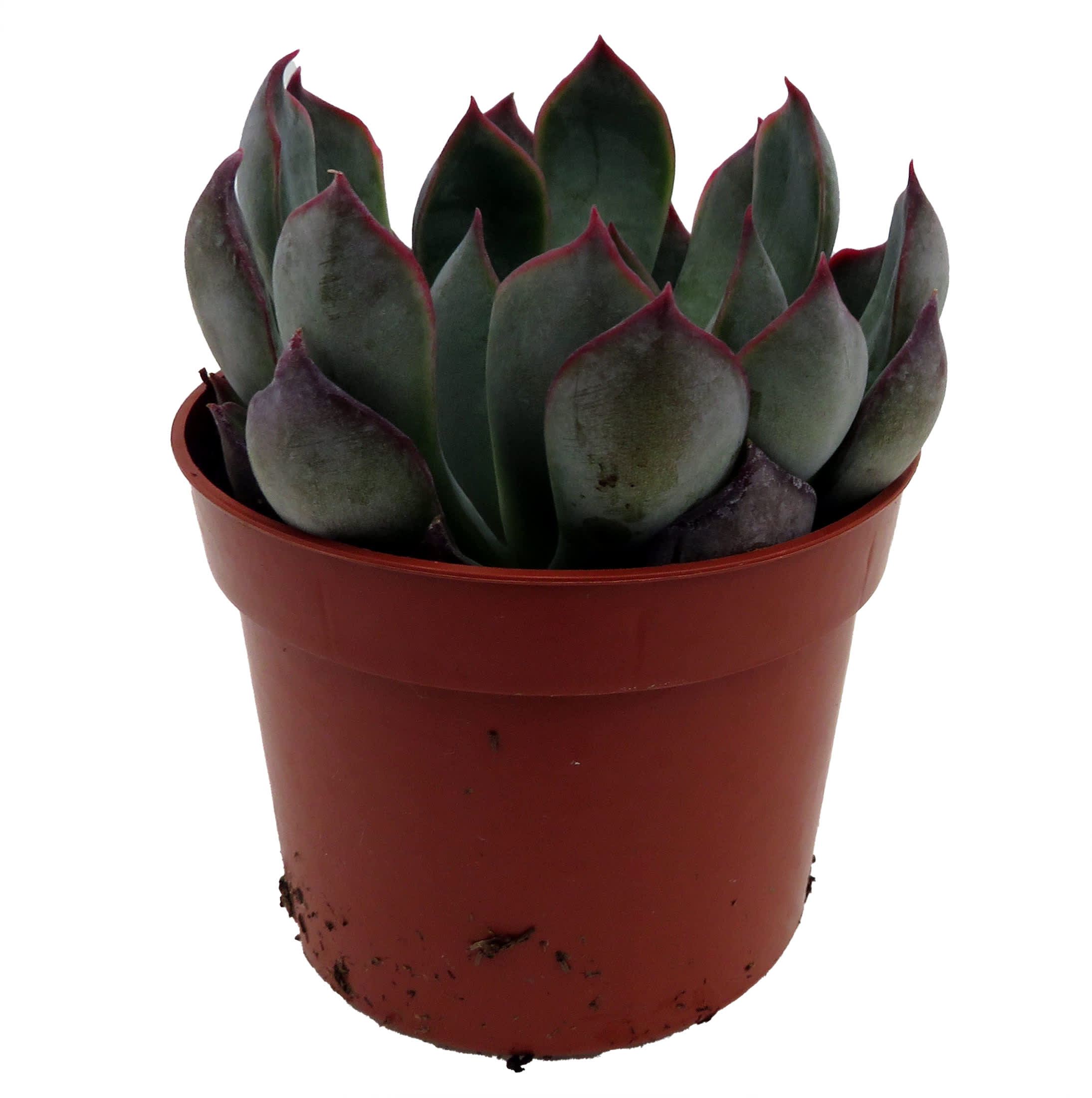 Hirt's Gardens Dark Ice Succulent Plant - Echeveria - 2.5 inch Pot in ...