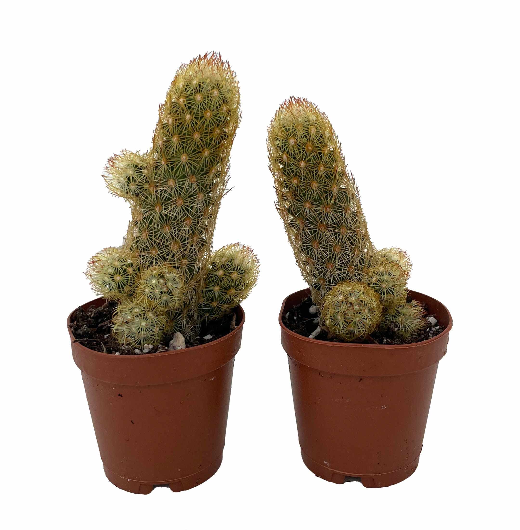 Hirt's Gardens Lady Fingers Cactus - Mammillaria Elongata - 2 Pack in 2 ...