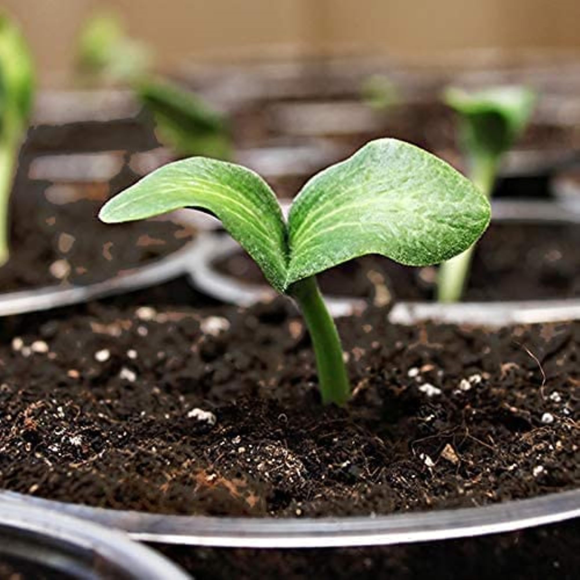 Coast of Maine Organic Natural Sprout Island Blend Seed Starter - Seed ...