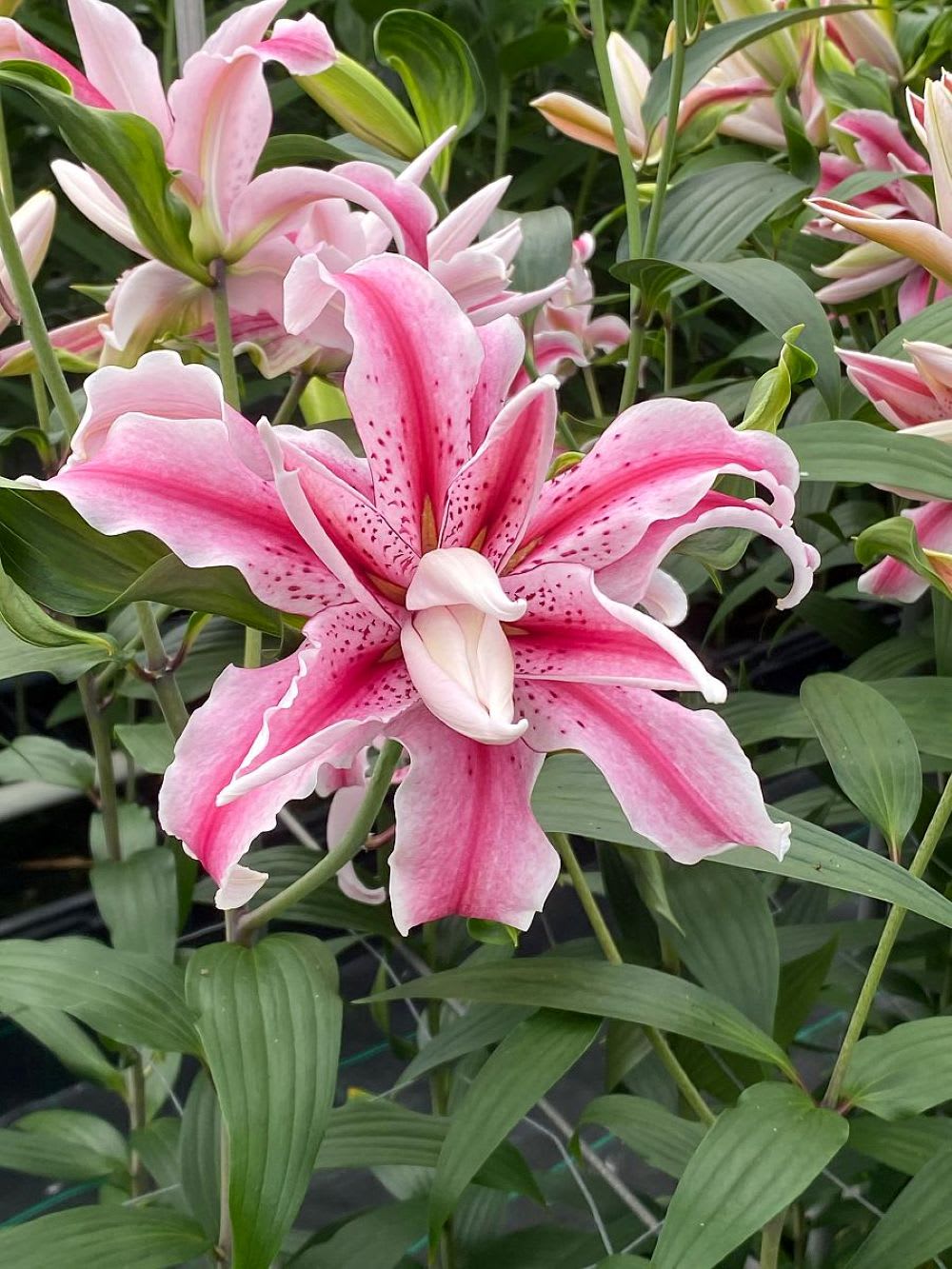 Hirt's Gardens Magic Star Double Oriental Lily - 2 Bulbs 16/18 cm - Bi ...